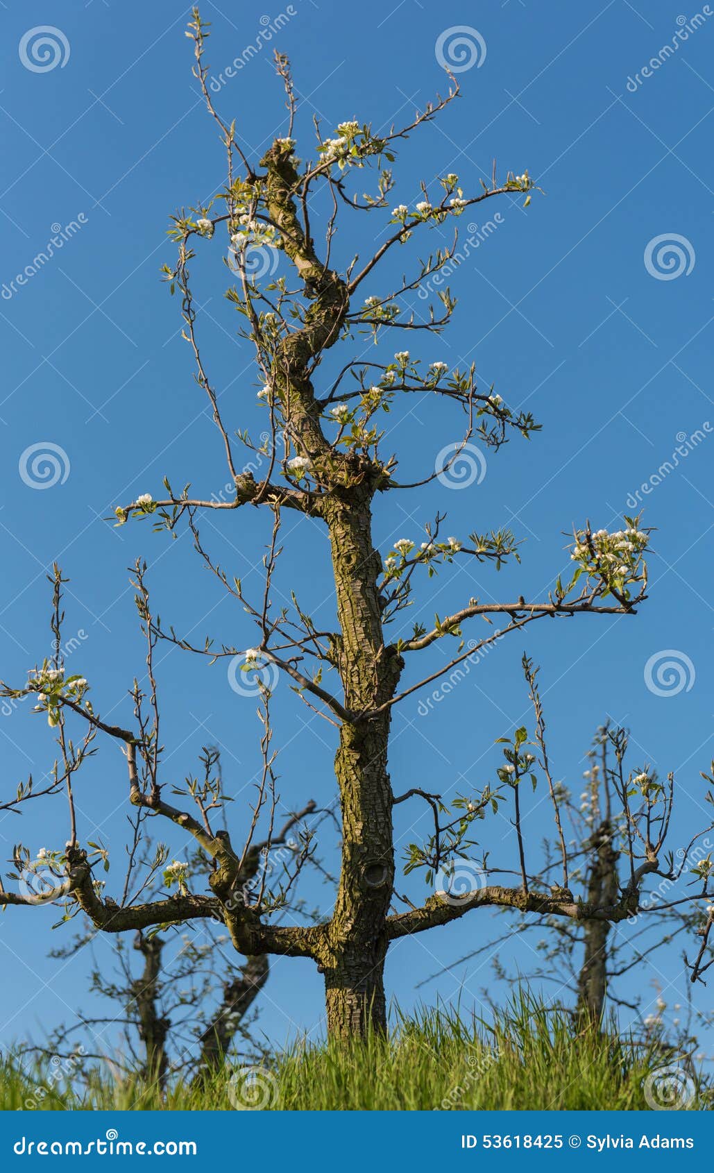 Flowering pear trees stock image. Image of outdoors, romantic - 53618425