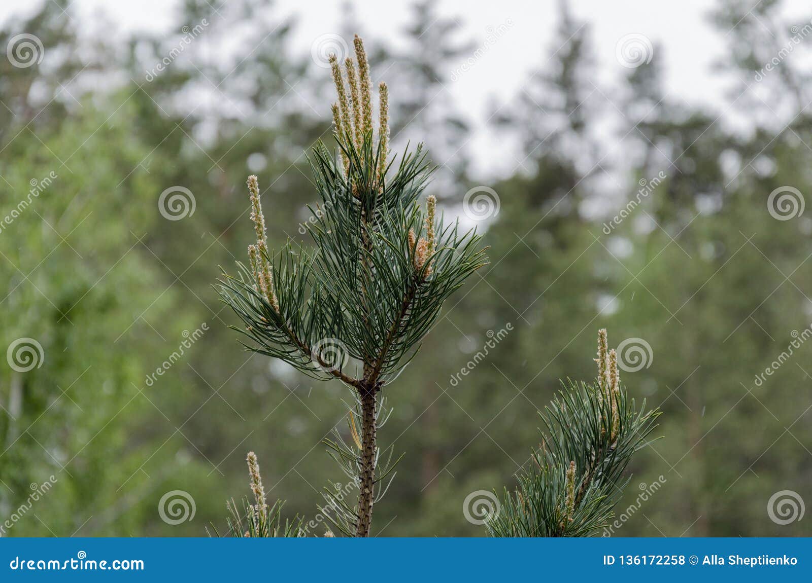 Flowering Pine Tree on a Sprig of Pine Needles Stock Photo - Image of ...