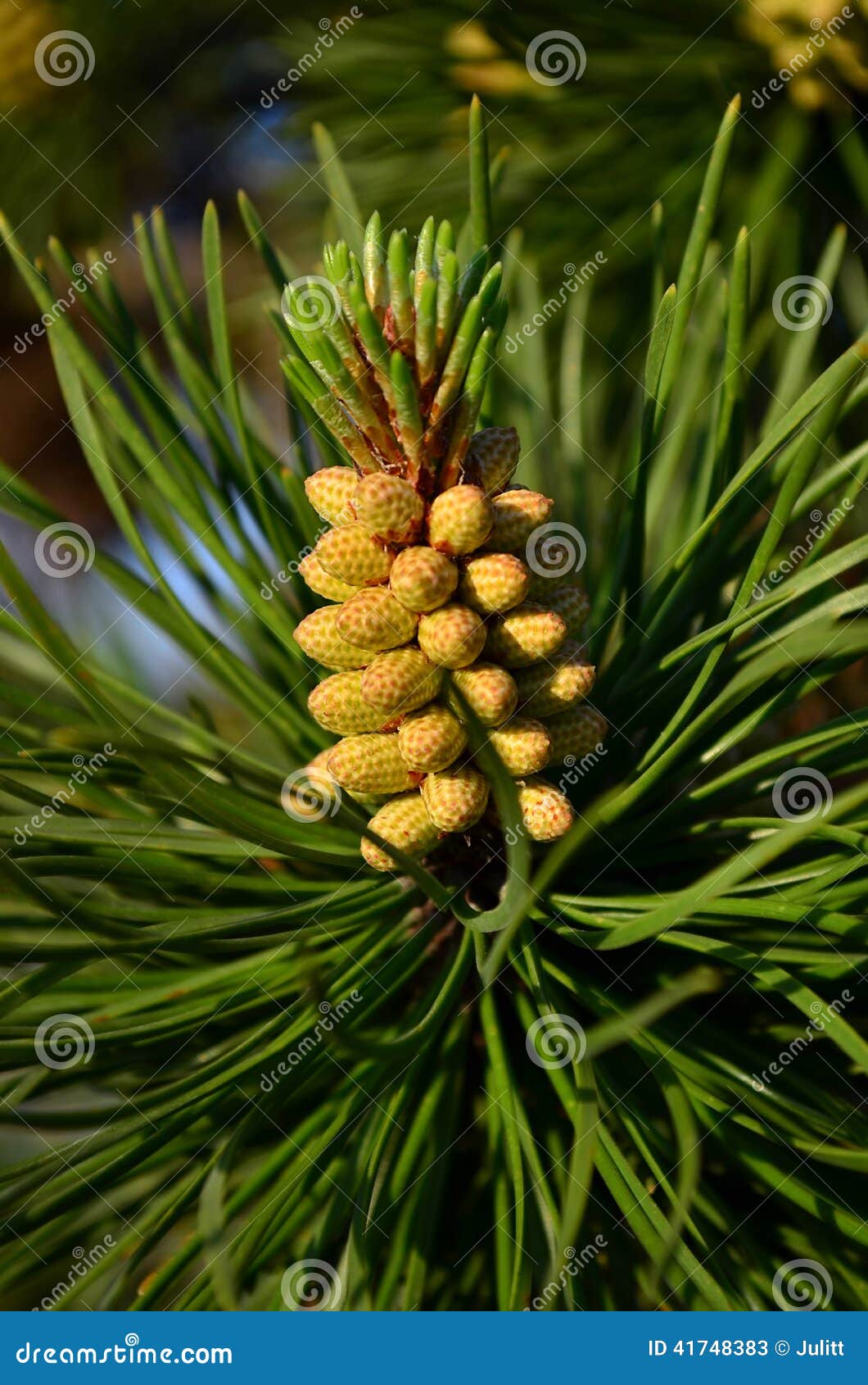 Flowering pine tree stock image. Image of natural, flora - 41748383