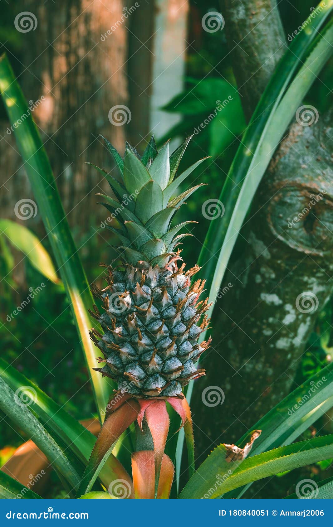 Flowering Pineapple Plant with a Young Pineapple Stock Image - Image of ...
