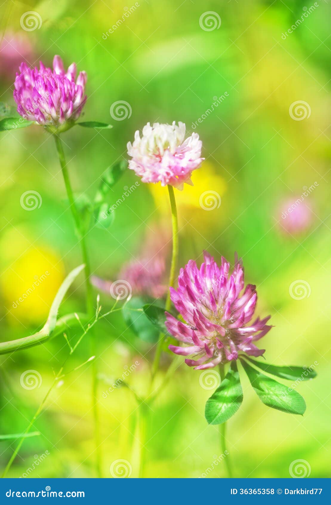 Flowering pink clover stock photo. Image of field, flowering - 36365358