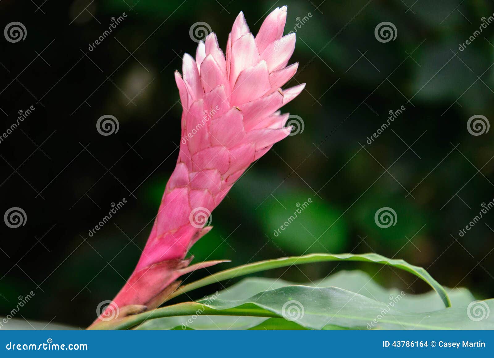 Flowering Pink Cone Ginger Plant Stock Photo - Image of environment ...