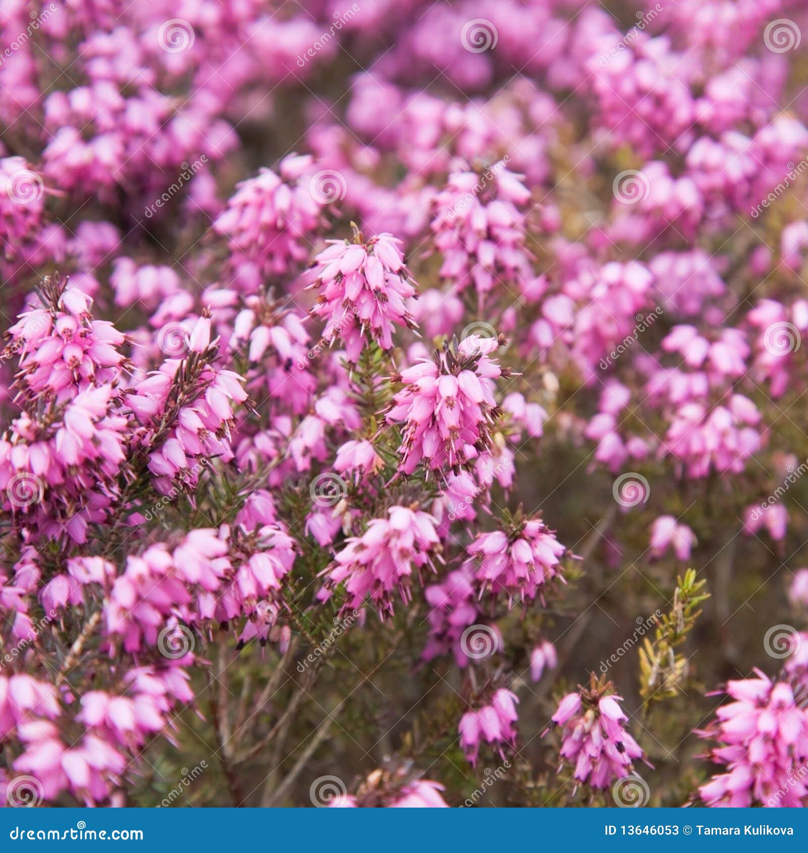 Flowering pink Erica stock image. Image of flowering - 13646053