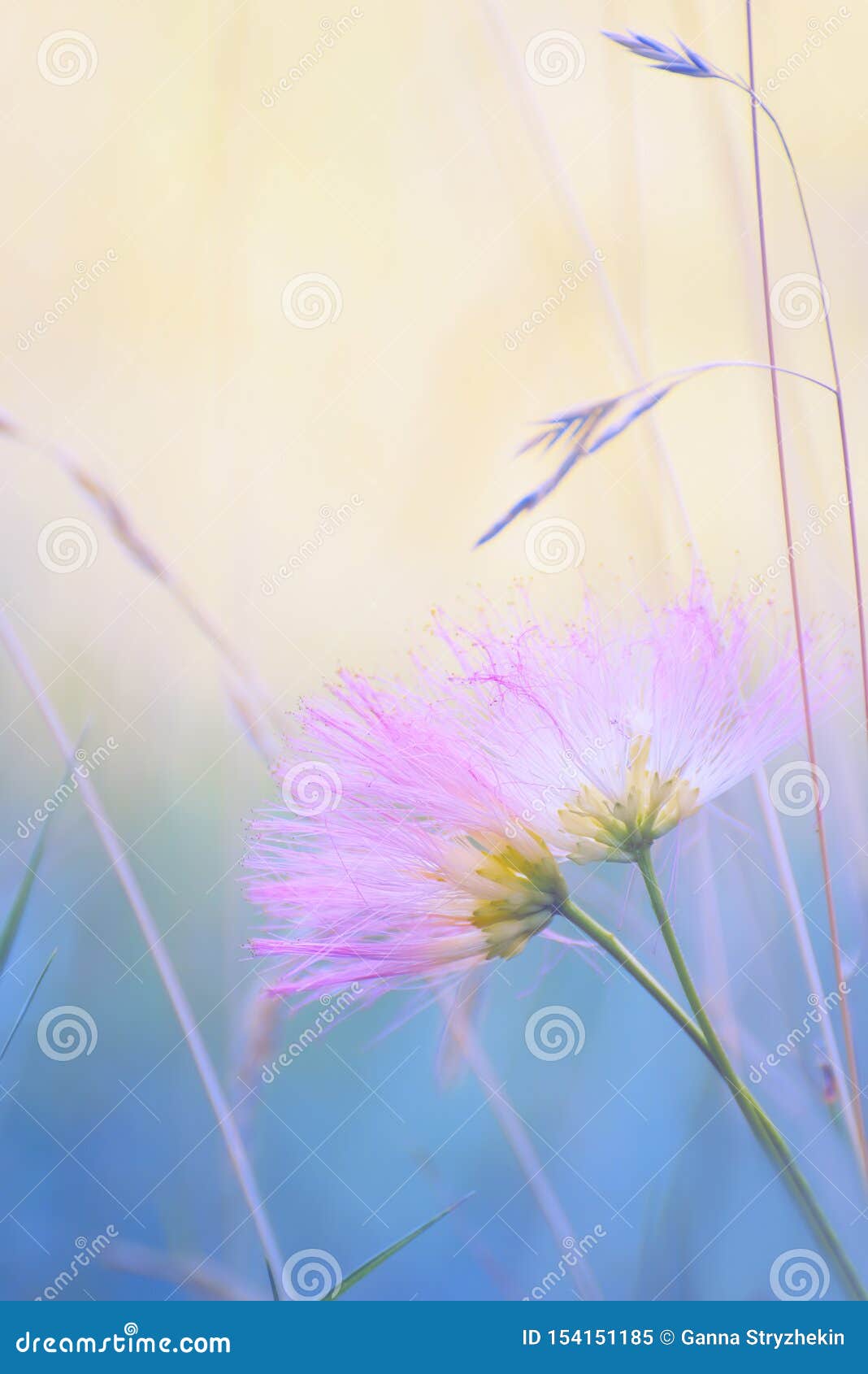 Flowering of Pink Fluffy Flowers Albition Stock Image - Image of leaves ...
