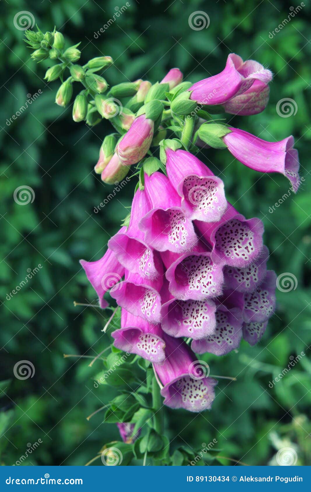 Flowering Pink Foxglove Close Up in Summer Stock Photo - Image of ...