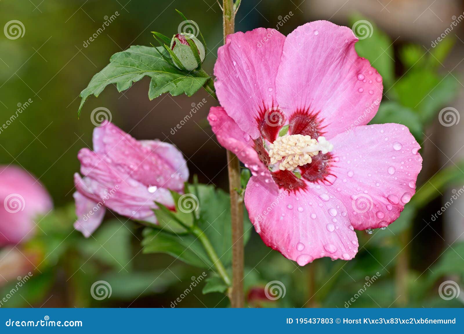 Flowering Pink Hibiscus Tree. Bright Pink Flower of Hibiscus Hibiscus ...