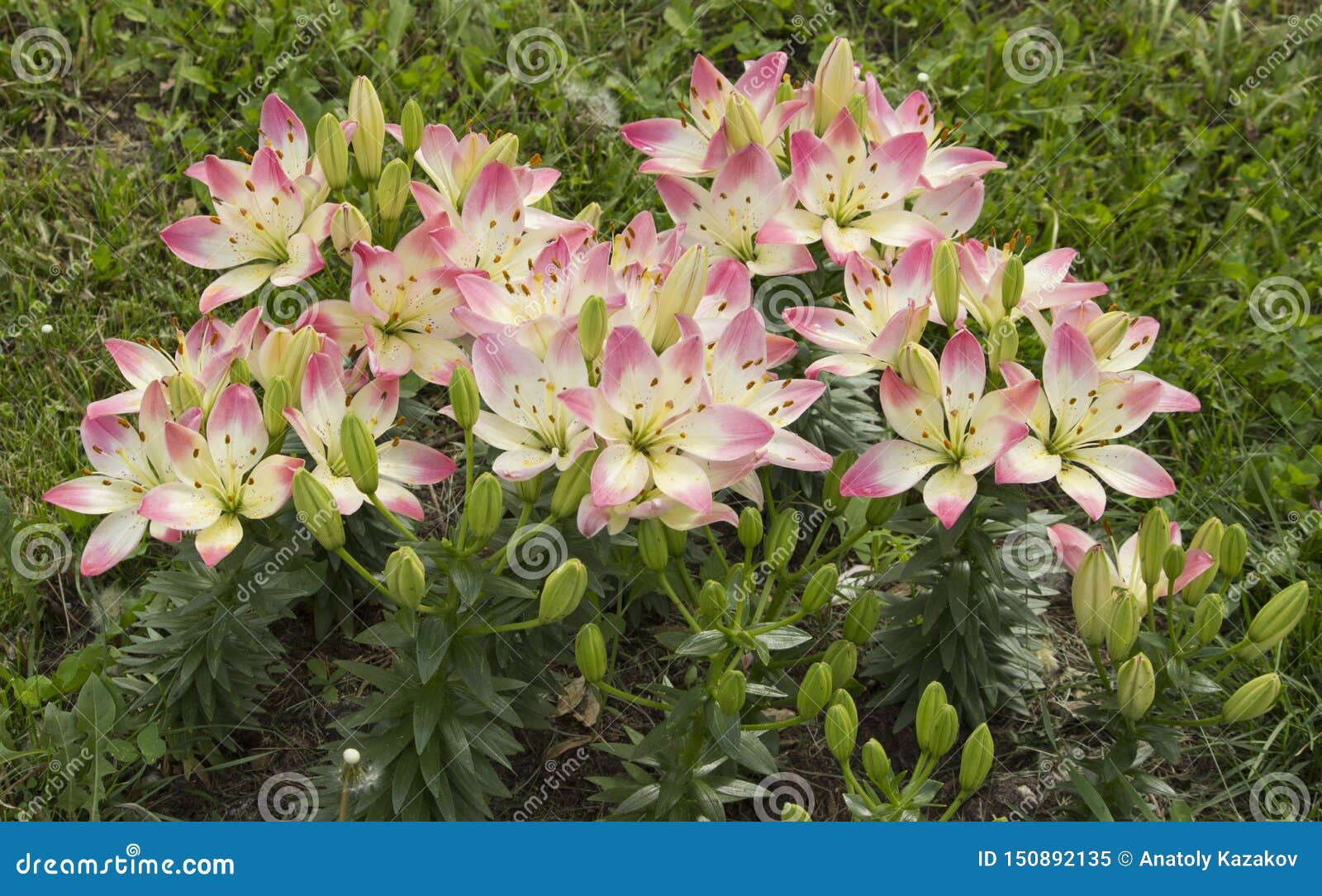 Flowering Pink Lilies, Large Flowers with Buds Stock Image - Image of ...