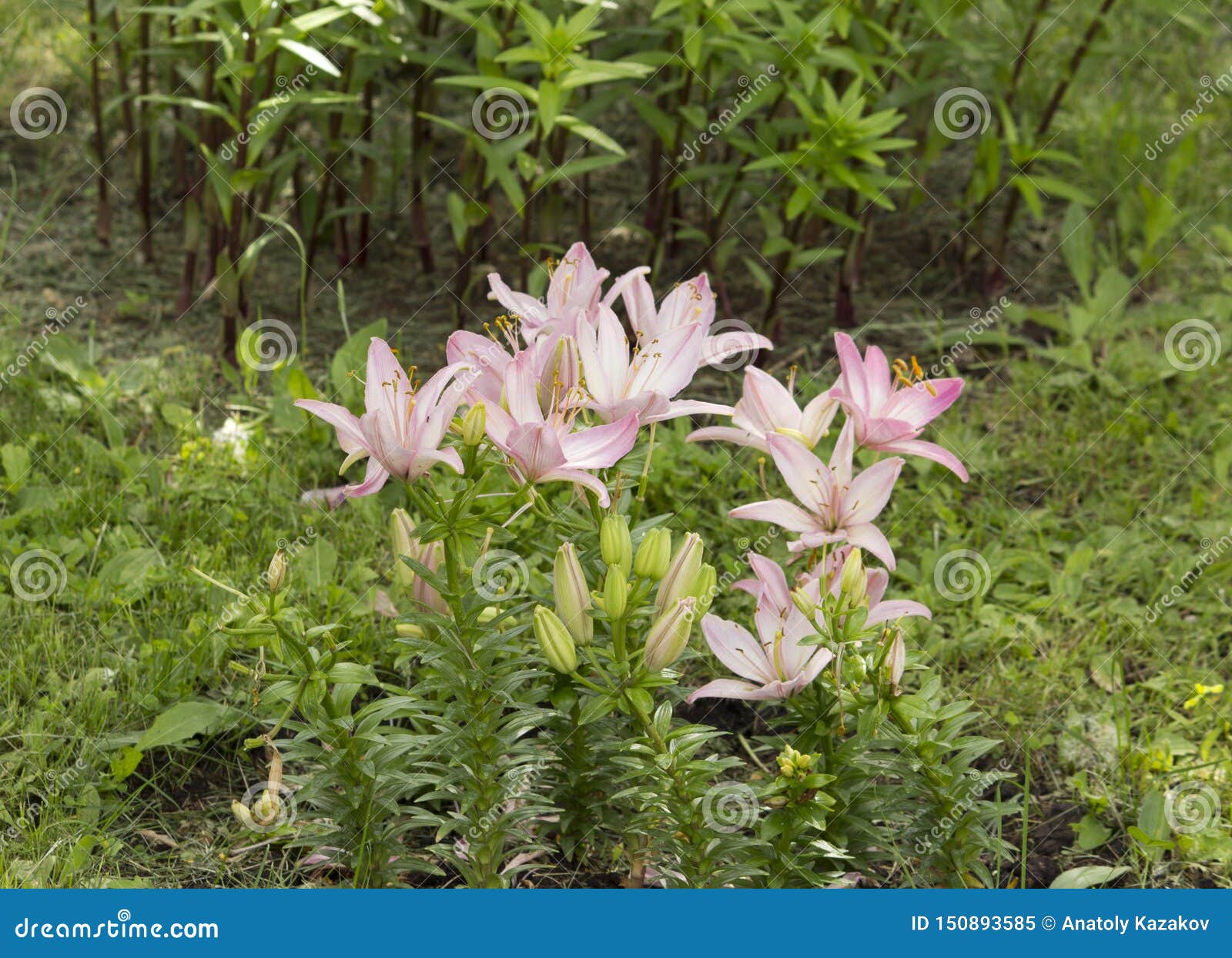 Flowering Pink Lilies, Large Flowers with Buds Stock Image - Image of ...