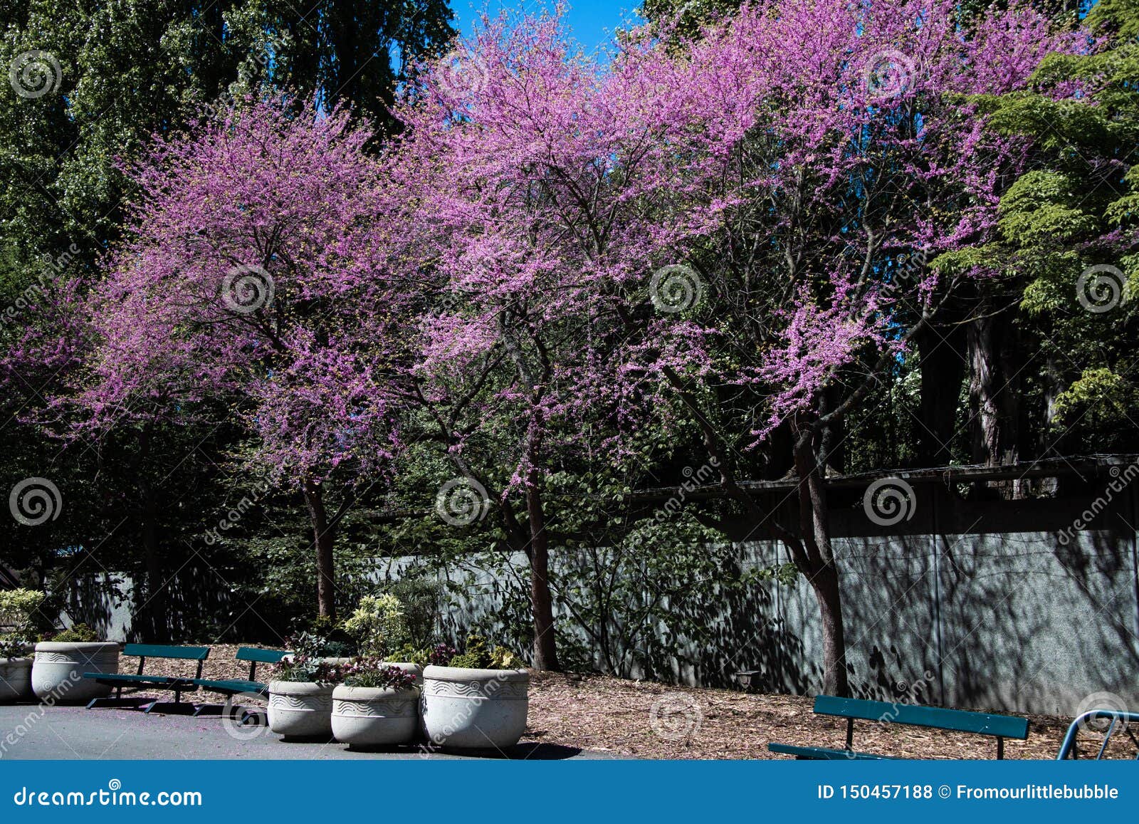 Flowering Pink Trees with Benches Stock Photo - Image of benches, pink ...