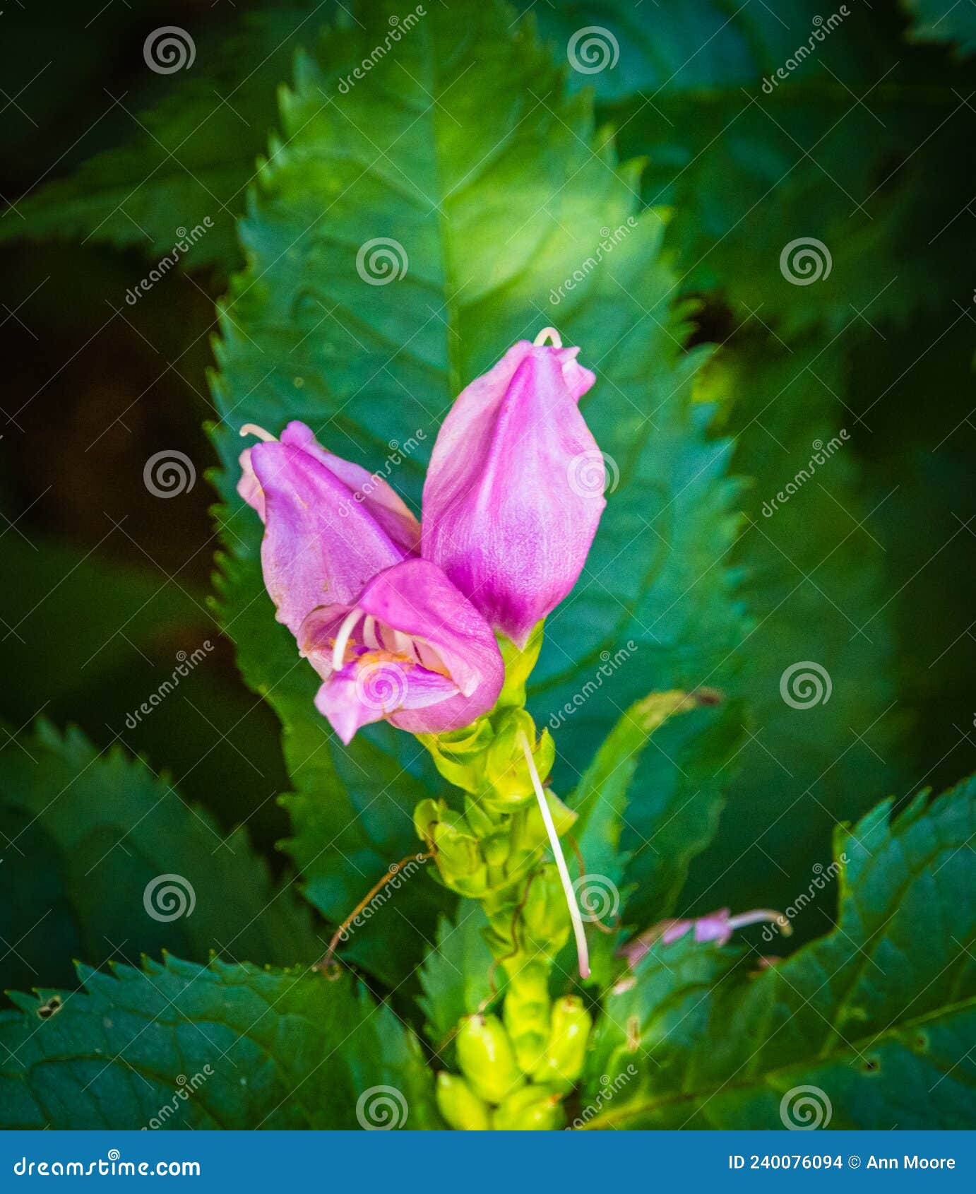Flowering Pink Turtlehead Chelone Lyonii Stock Photo - Image of pink ...
