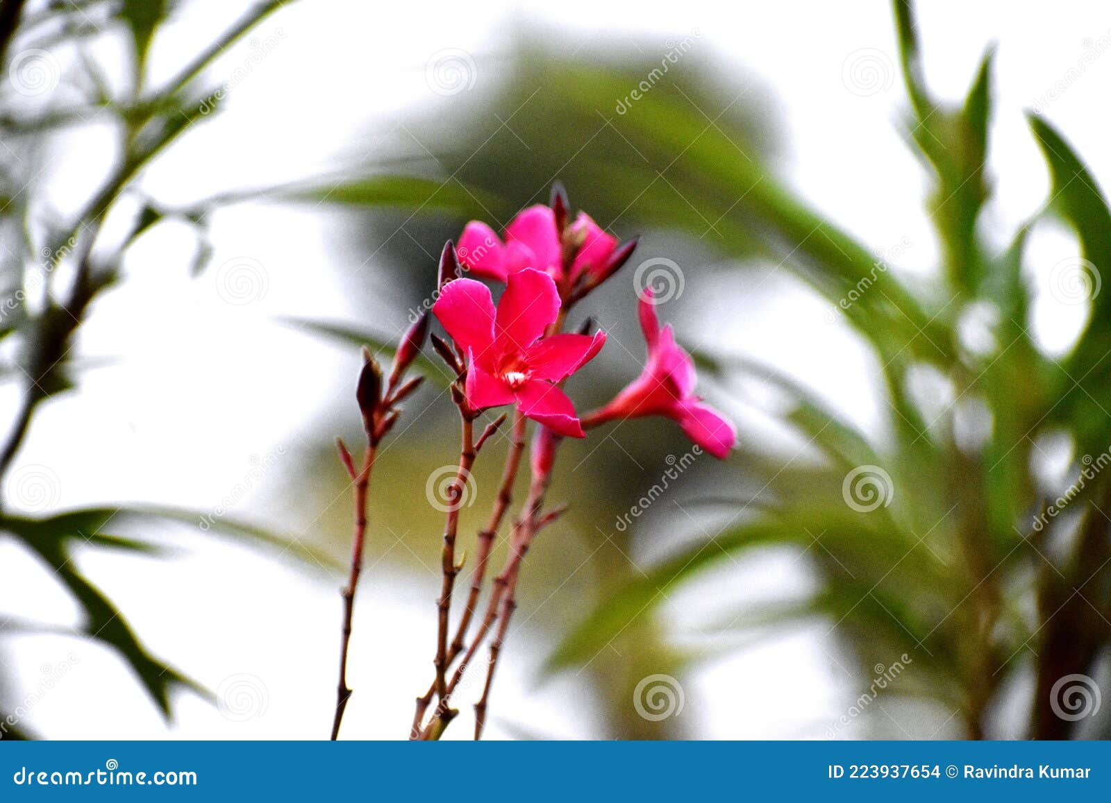 Flowering Plant and Bunch of Flowers Stock Photo - Image of nature ...