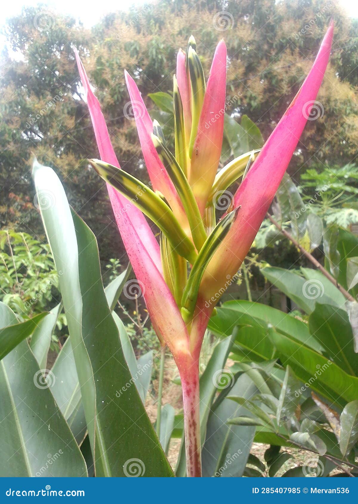 Flowering Plant that is Common in Papua New Guinea Stock Image - Image ...