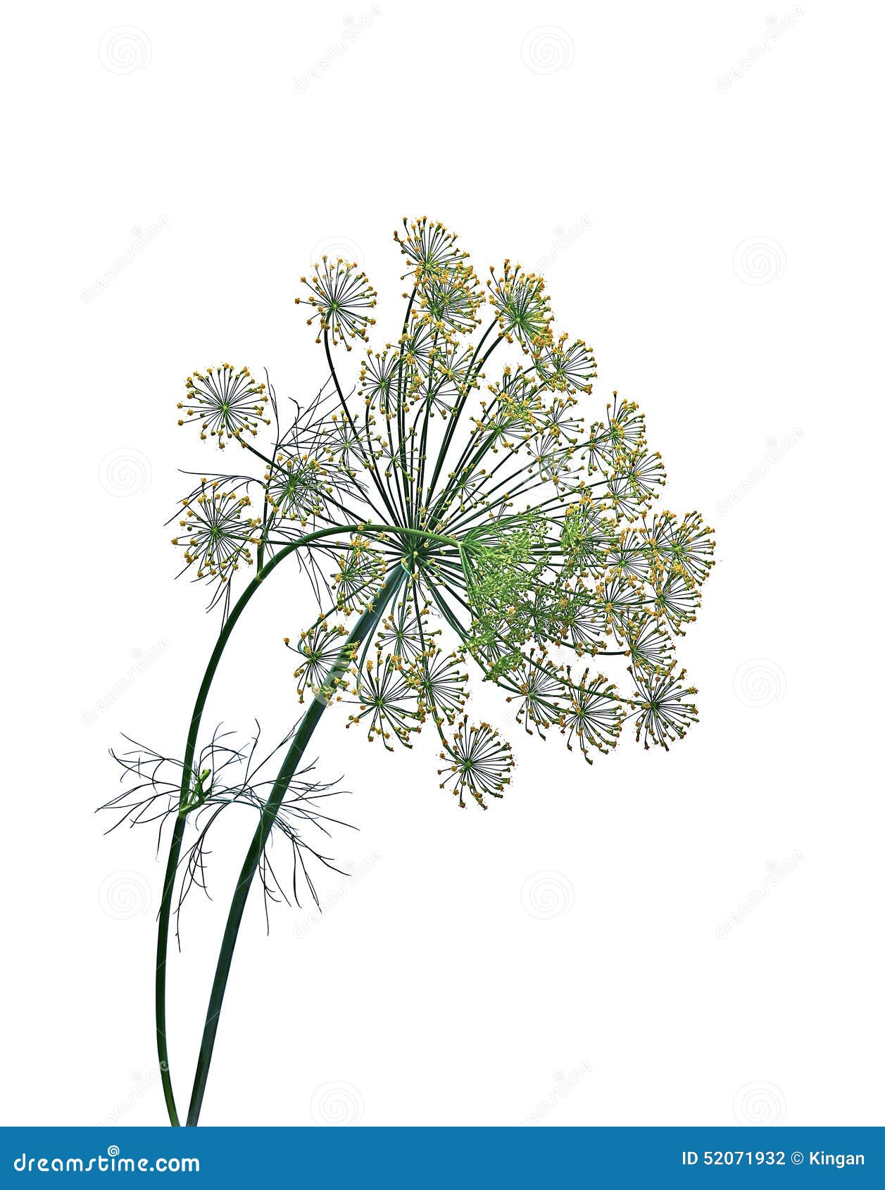 Flowering Plant of Dill Isolated Stock Photo - Image of blossom ...