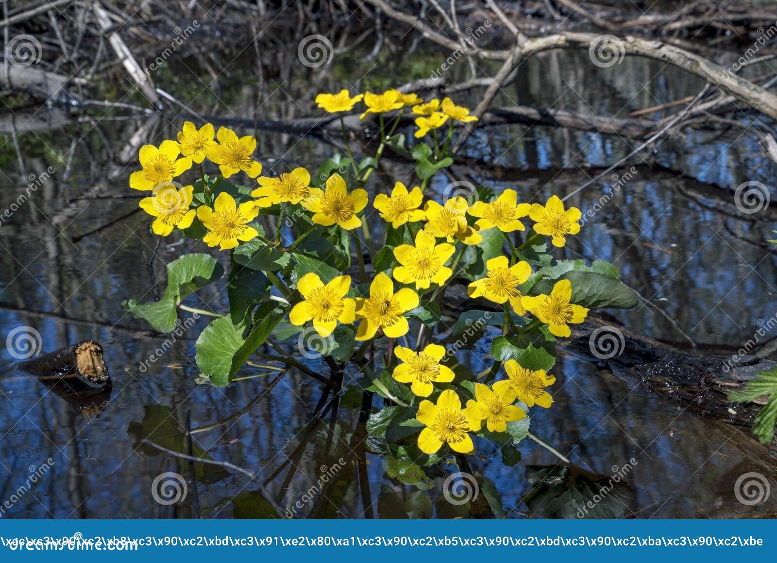 Flowering Plant the Marsh Marigold Yellow Flowers in Spring Stock Photo ...