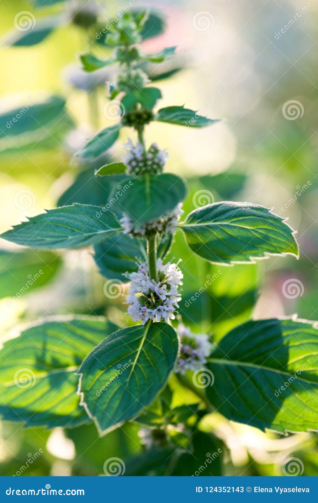 A Flowering Plant Peppermint in the Garden. Stock Image - Image of ...