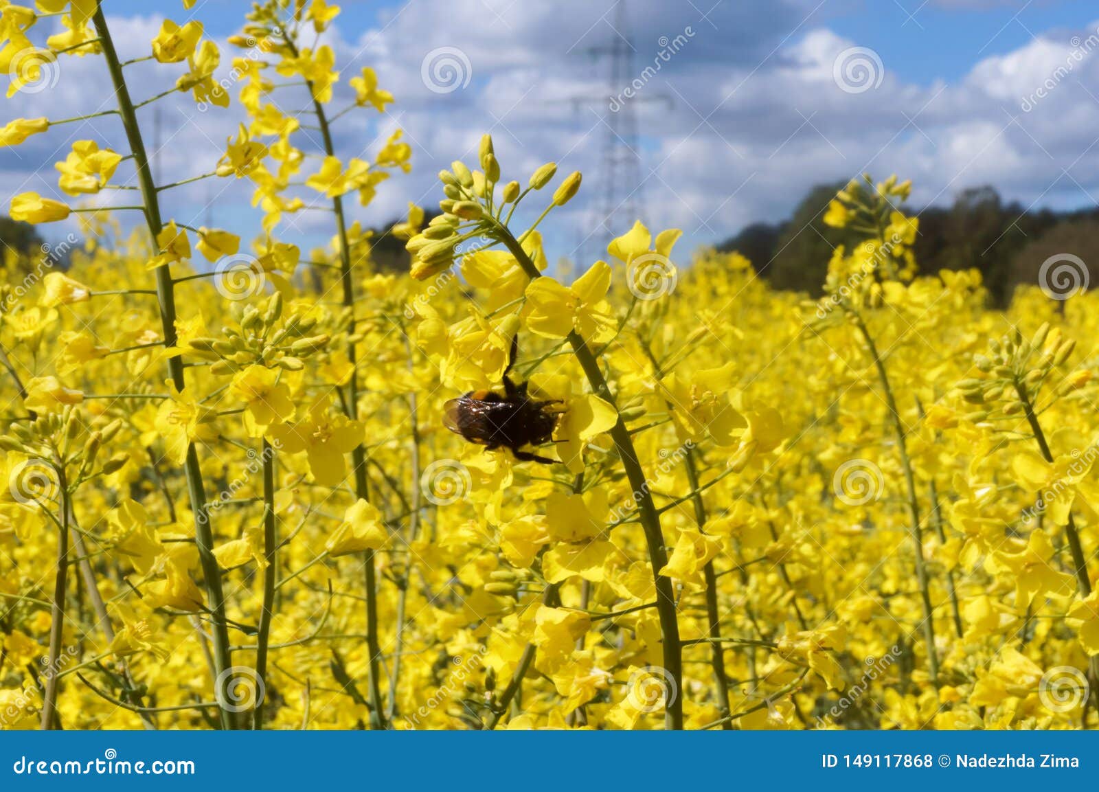 A Flowering Plant, Sowing Crops of Rapeseed Stock Photo - Image of crop ...