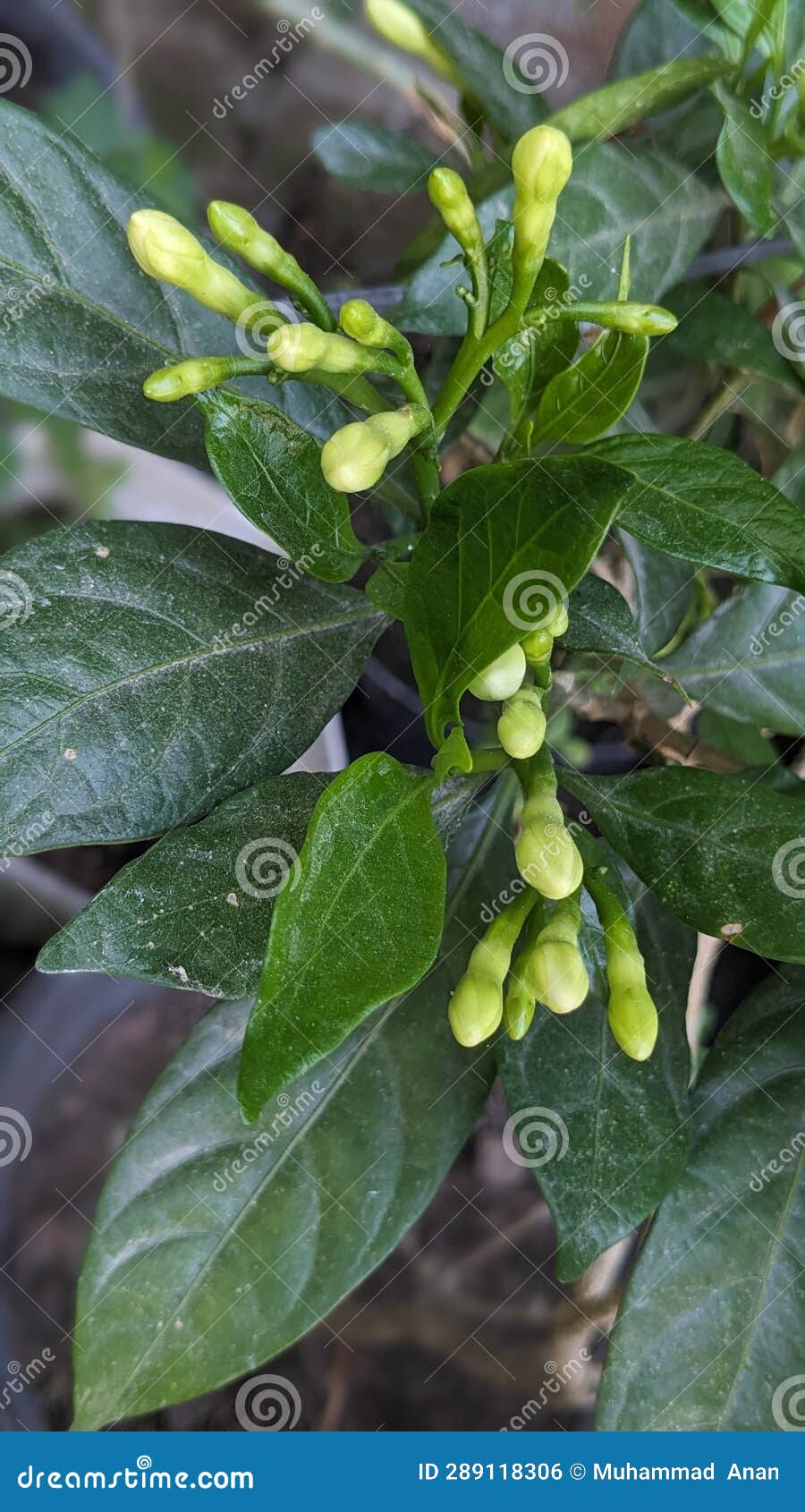 Flowering Plants & X28;angiosperms& X29; and Come in a Remarkable Array ...