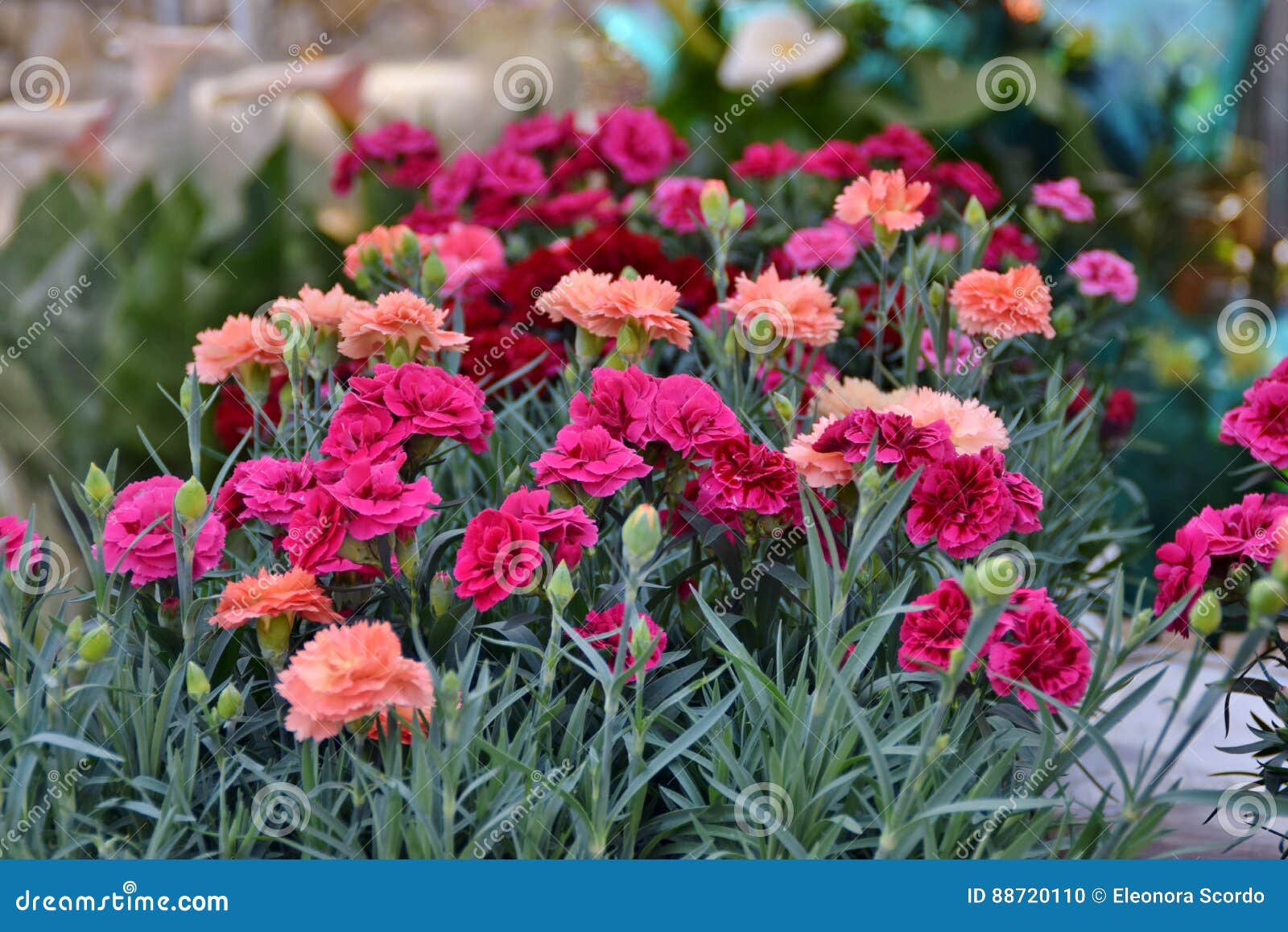 Flowering Plants of Carnations Stock Photo - Image of flowers, closeup ...