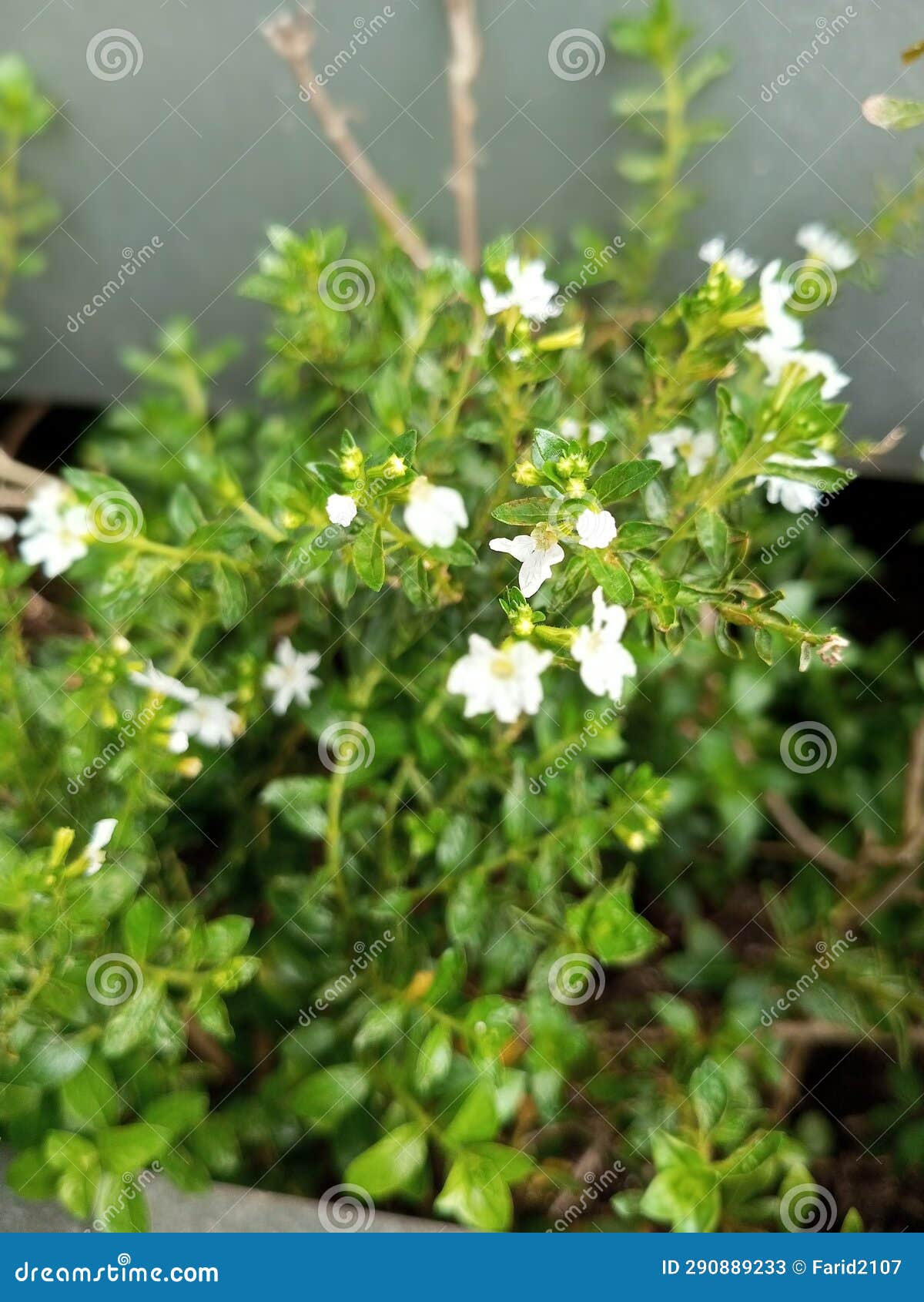 Flowering Plants in the Front Yard of the House Stock Image - Image of ...