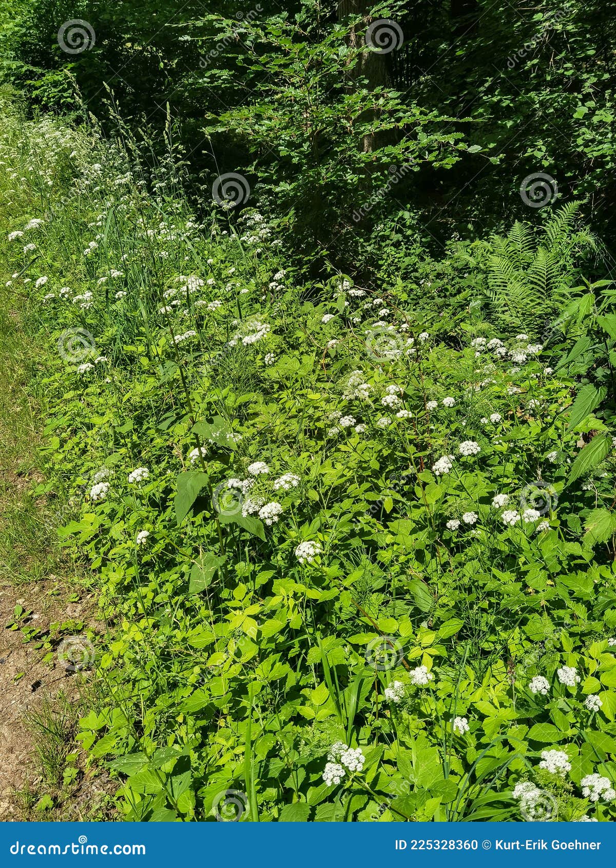 Flowering Plants on the Roadside Stock Photo - Image of shrub ...