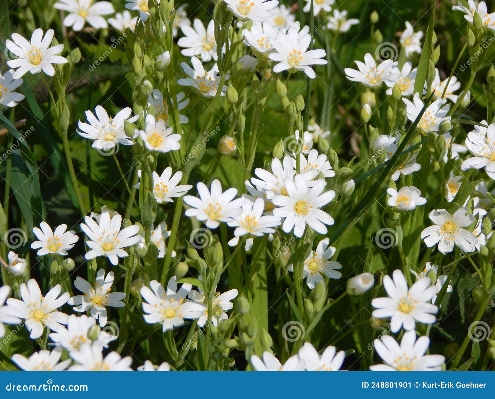 Flowering plants in spring stock image. Image of petal - 248801901