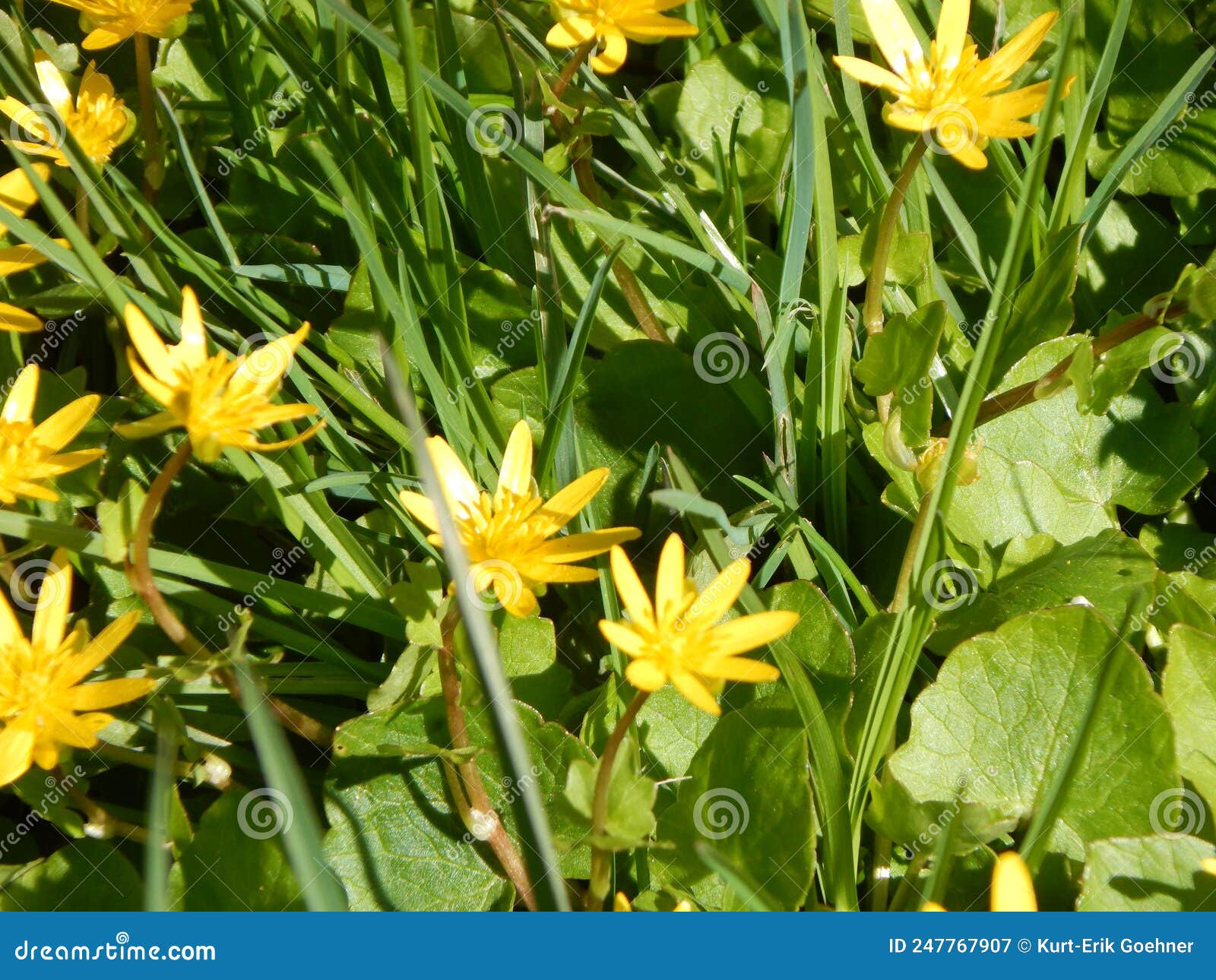 Flowering plants in spring stock image. Image of grass - 247767907