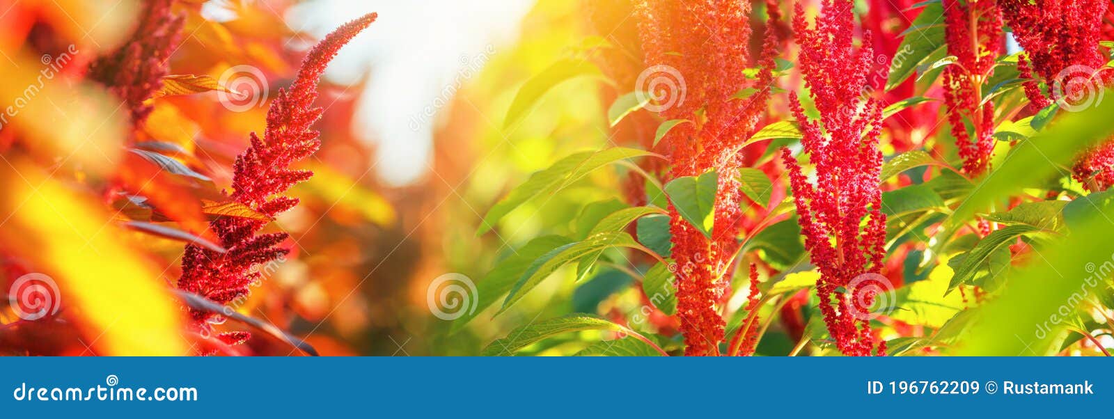 Flowering Plants of Two Different Varieties of Edible Amaranth Grow in ...
