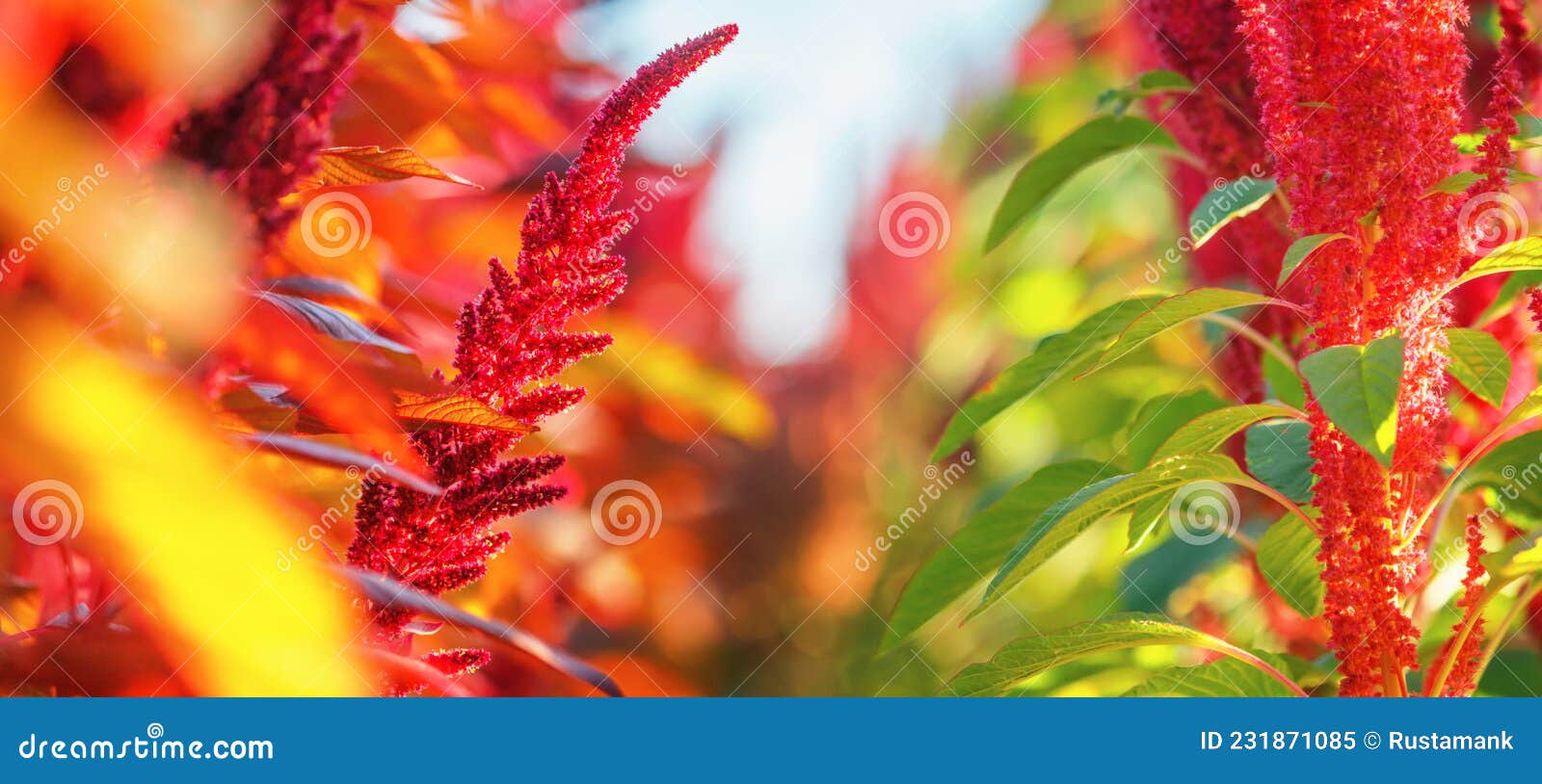 Flowering Plants of Two Different Varieties of Edible Amaranth Grow in ...