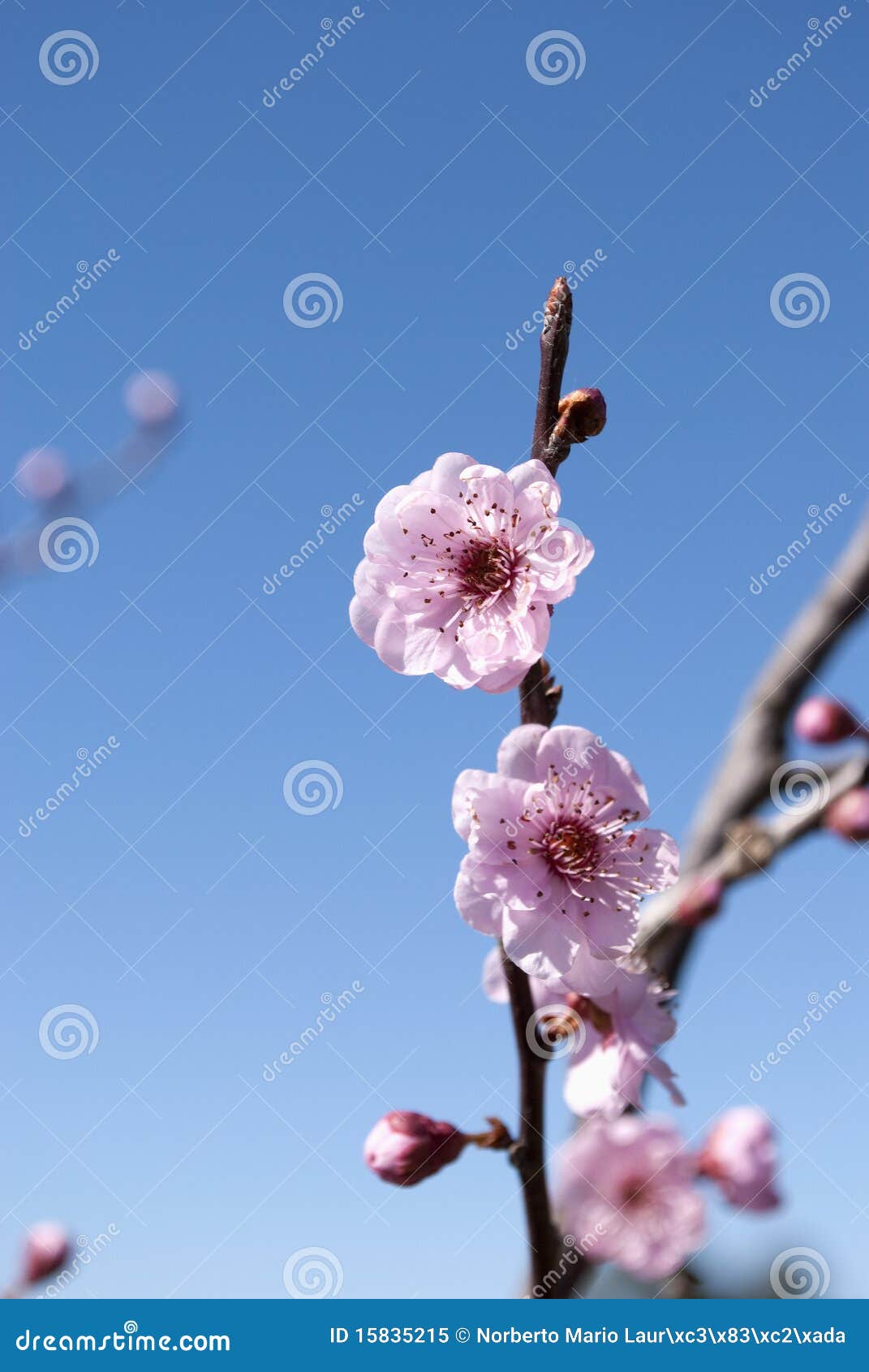 Flowering plum stock image. Image of gardening, agriculture - 15835215