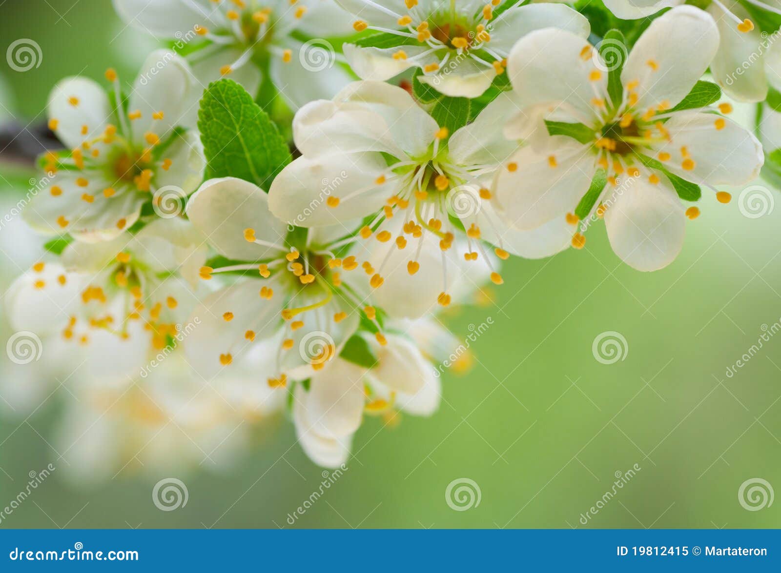 Flowering plum stock image. Image of gardening, tree - 19812415