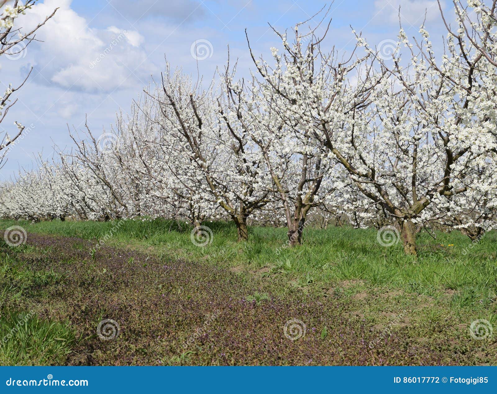 Flowering plum garden stock photo. Image of fruits, aroma - 86017772