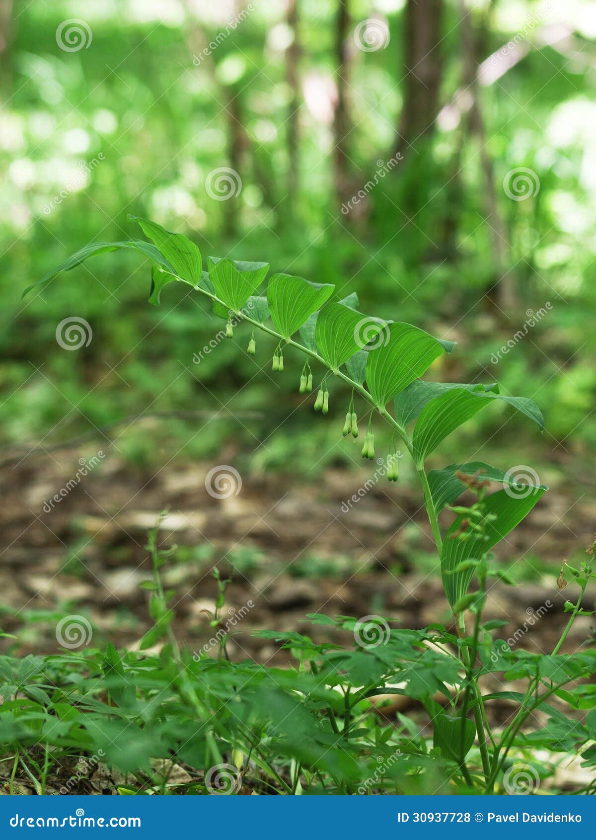 Flowering Polygonatum (Solomon S Seal) Plant Stock Photo - Image of ...