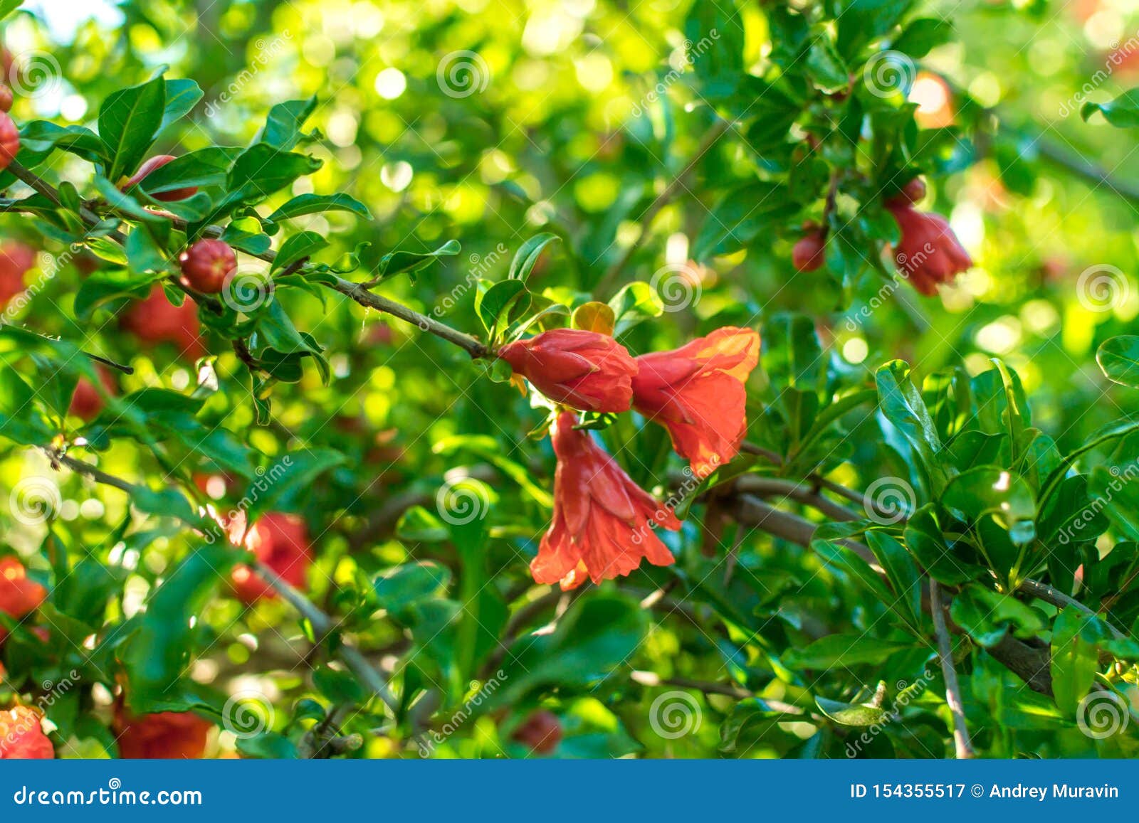 Flowering of pomegranate stock image. Image of floral - 154355517