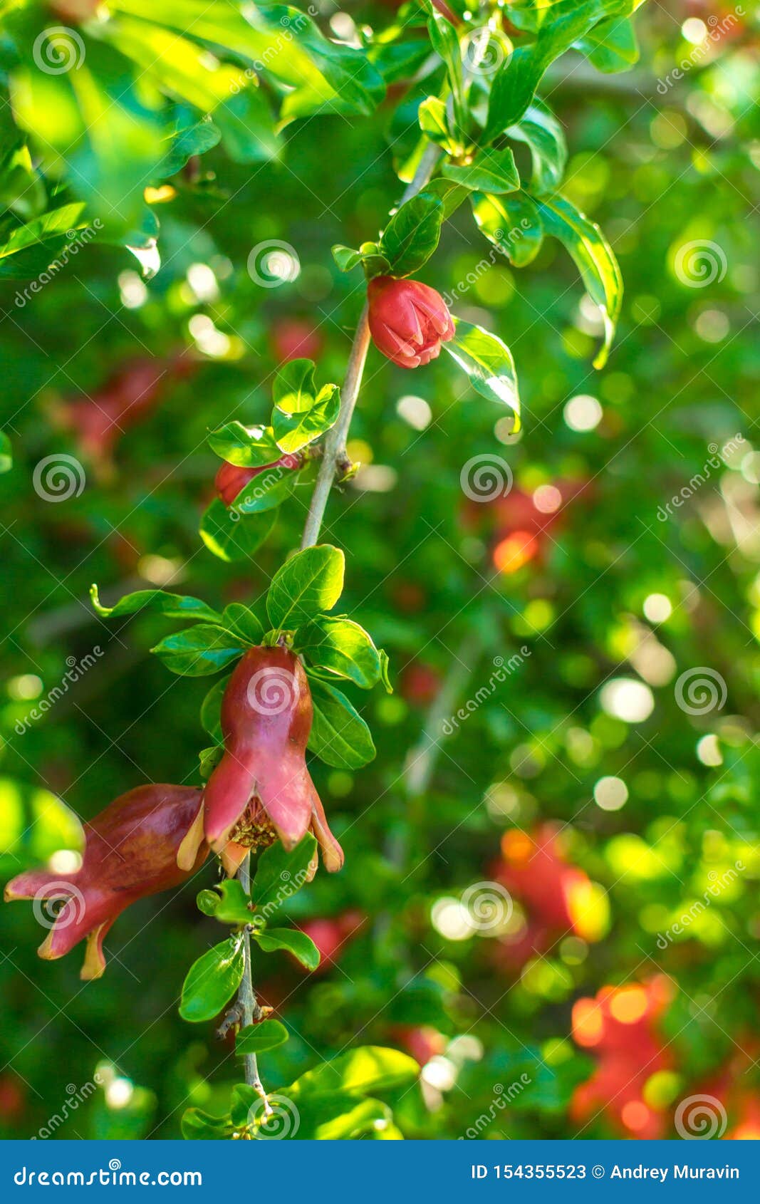 Flowering of pomegranate stock image. Image of green - 154355523
