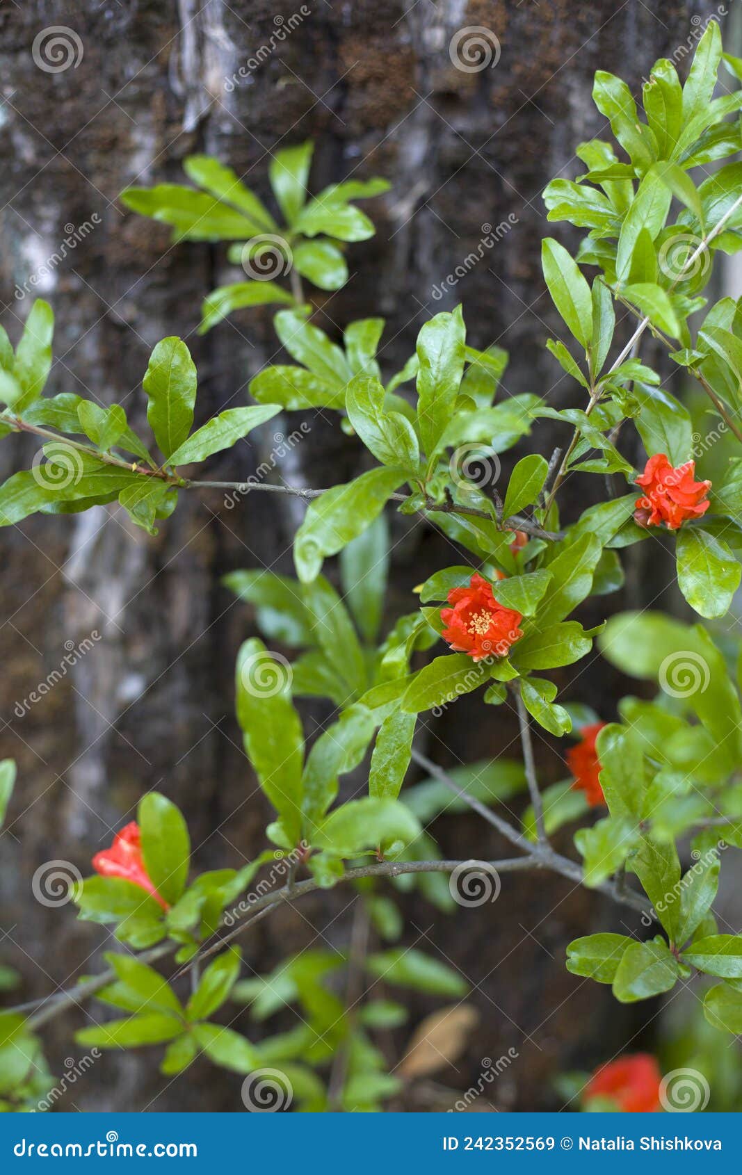 A Flowering Pomegranate with Flowers is Located on the Background of a ...