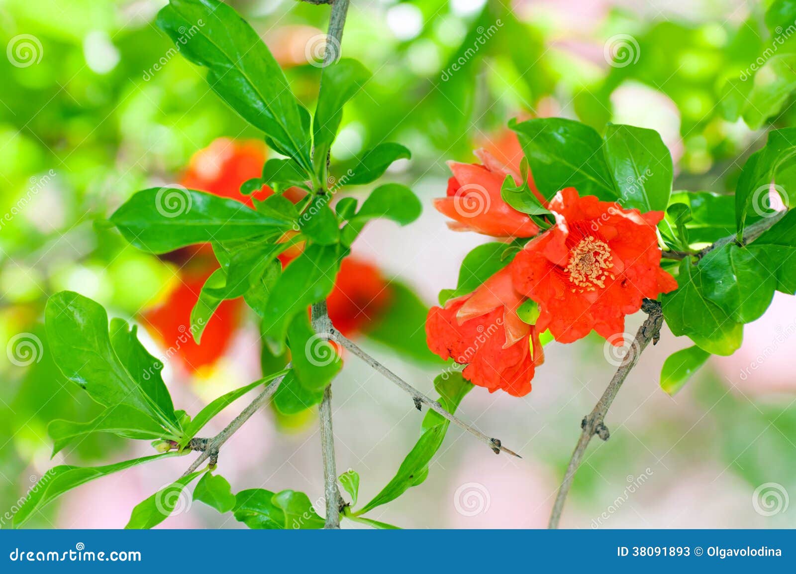 Flowering pomegranate tree stock image. Image of shrub - 38091893