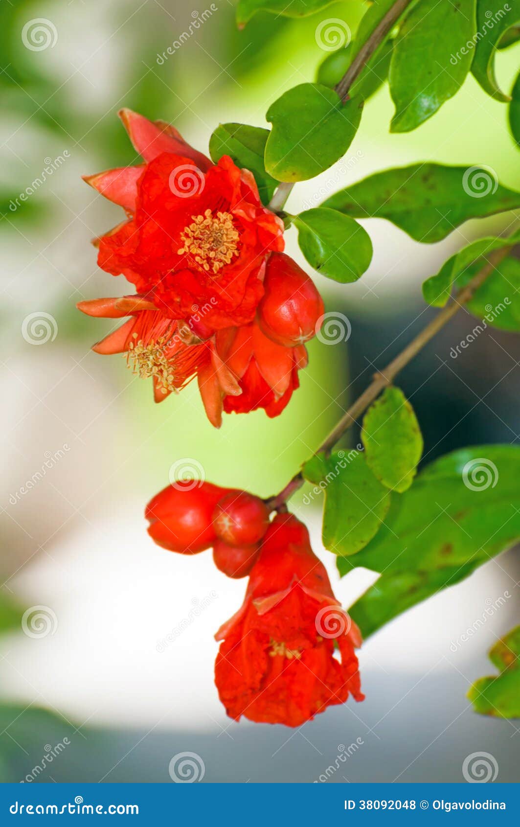 Flowering pomegranate tree stock photo. Image of bloom - 38092048