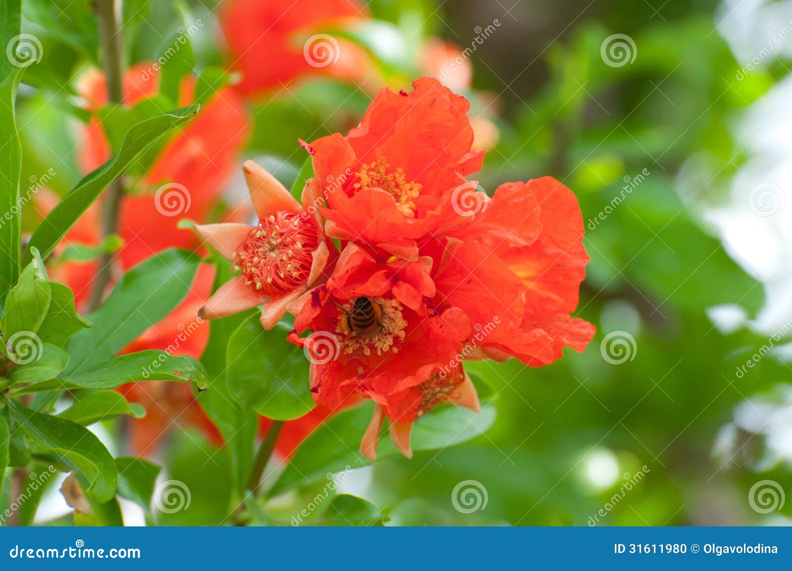 Flowering pomegranate tree stock photo. Image of blossom - 31611980