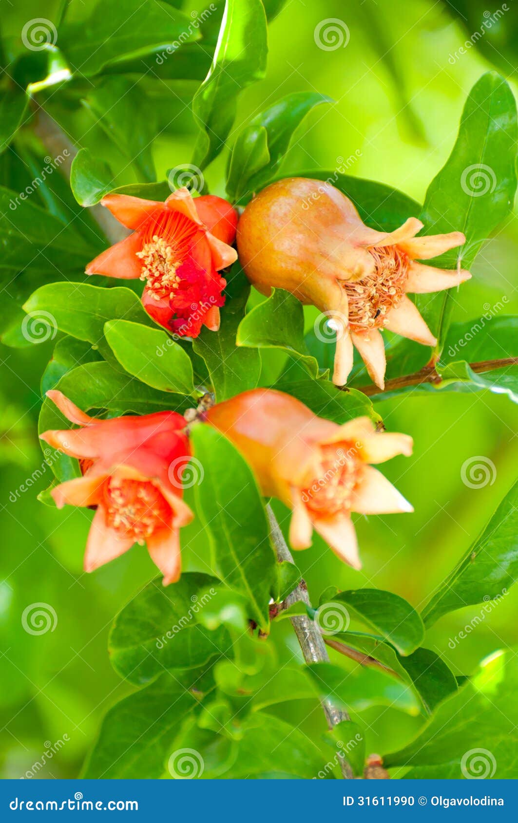 Flowering pomegranate tree stock photo. Image of turkey - 31611990