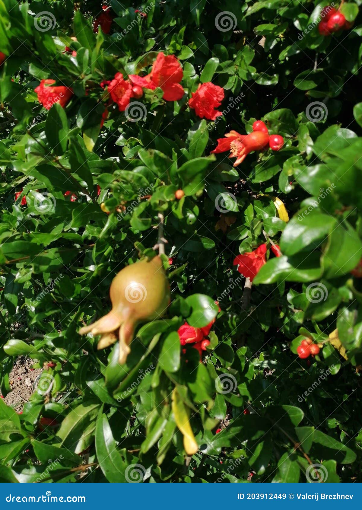 Flowering pomegranate tree stock image. Image of ovary - 203912449