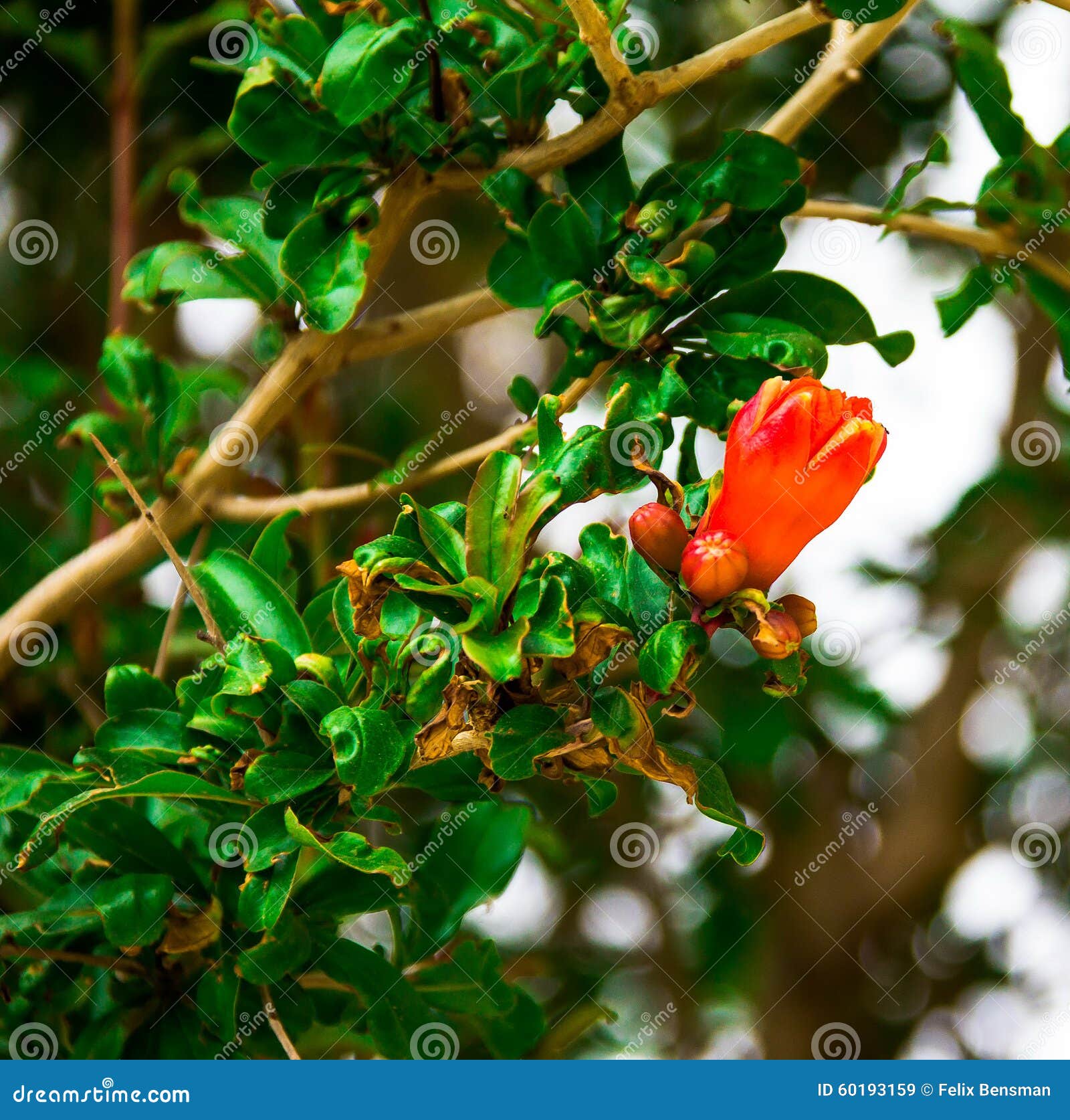 Flowering Pomegranate stock image. Image of fresh, granatum - 60193159