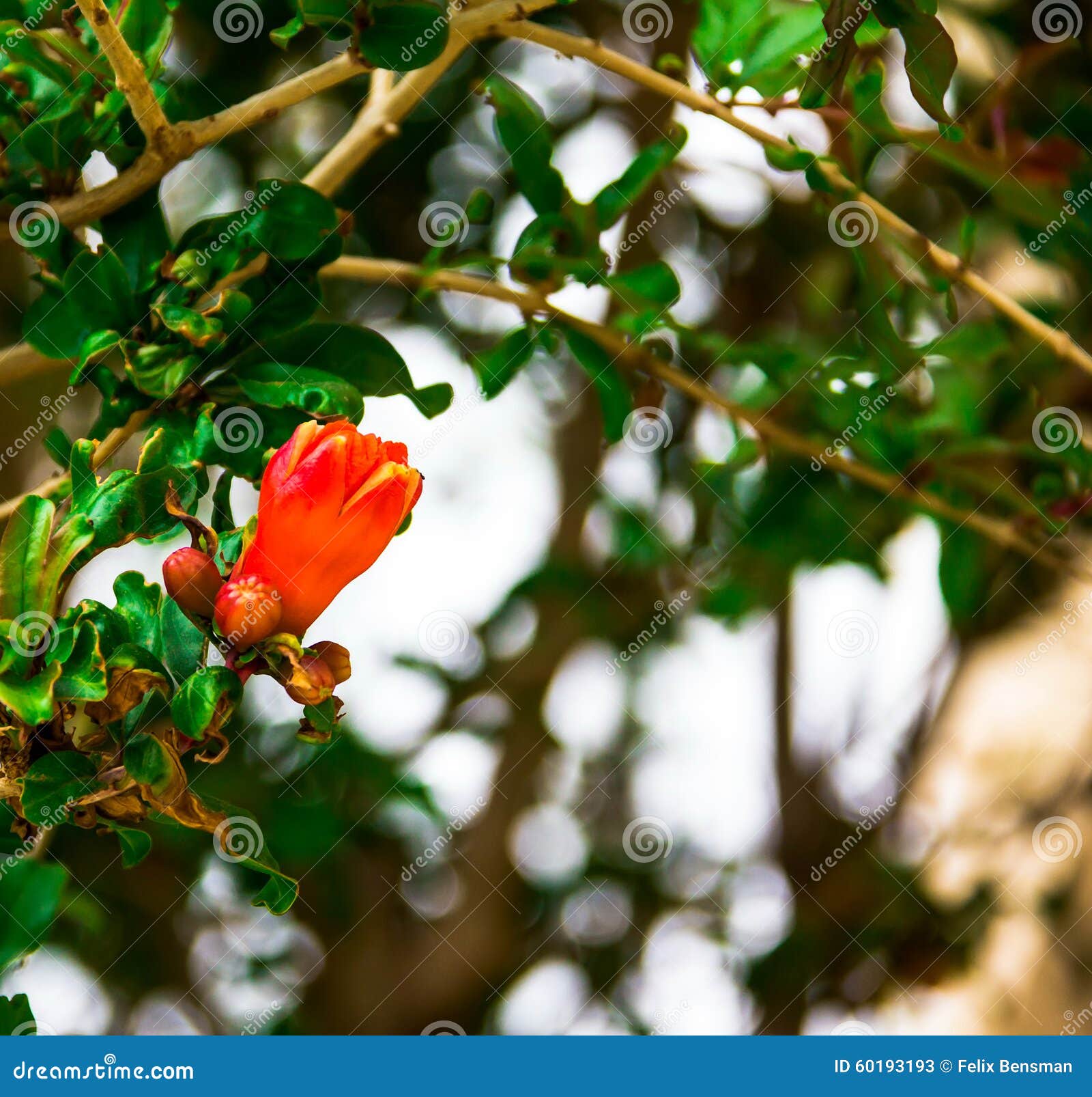 Flowering Pomegranate stock image. Image of jaffa, spring - 60193193