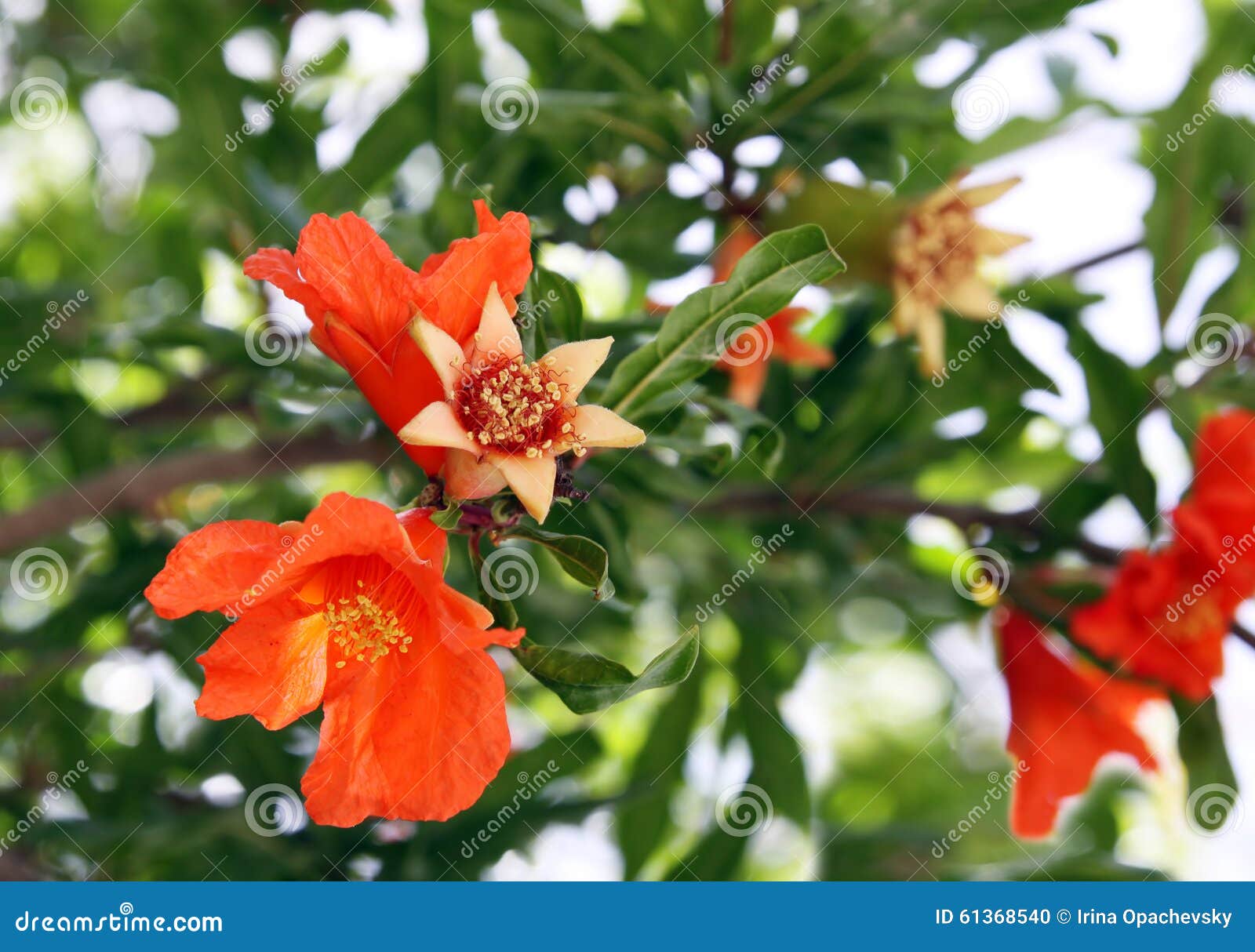 Flowering Pomegranate Tree in the Spring Stock Photo - Image of growth ...