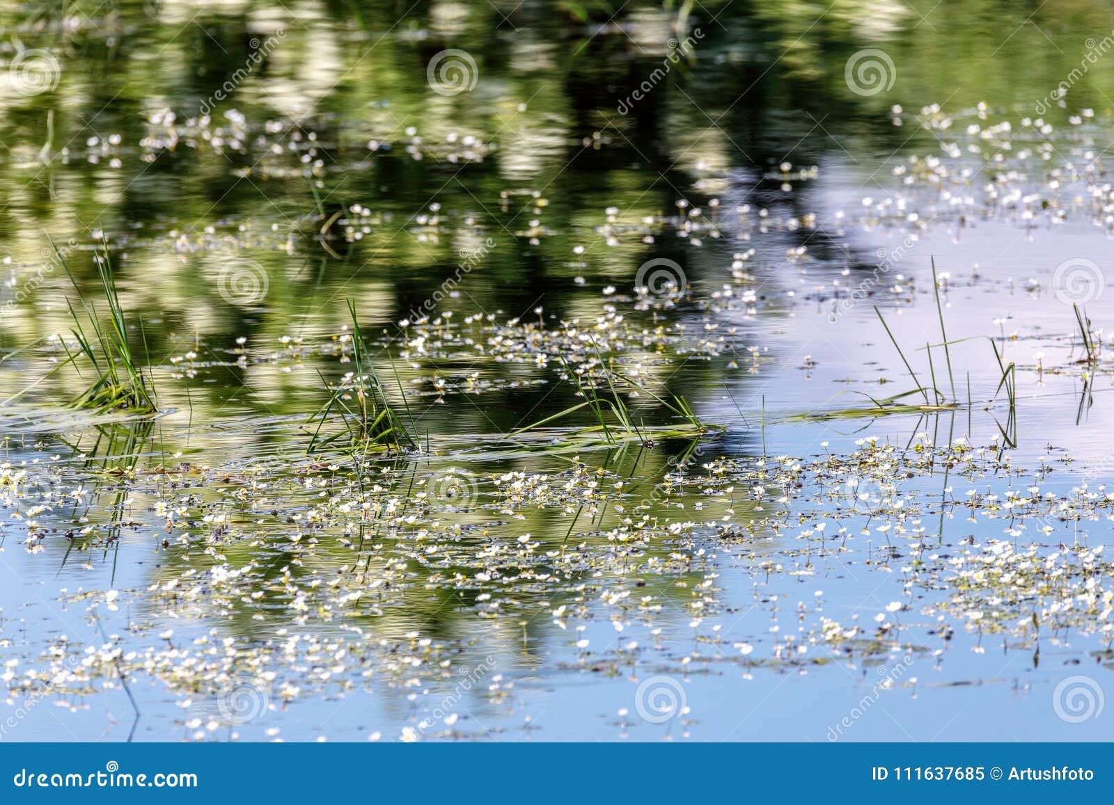 Flowering pond in spring stock image. Image of grass - 111637685