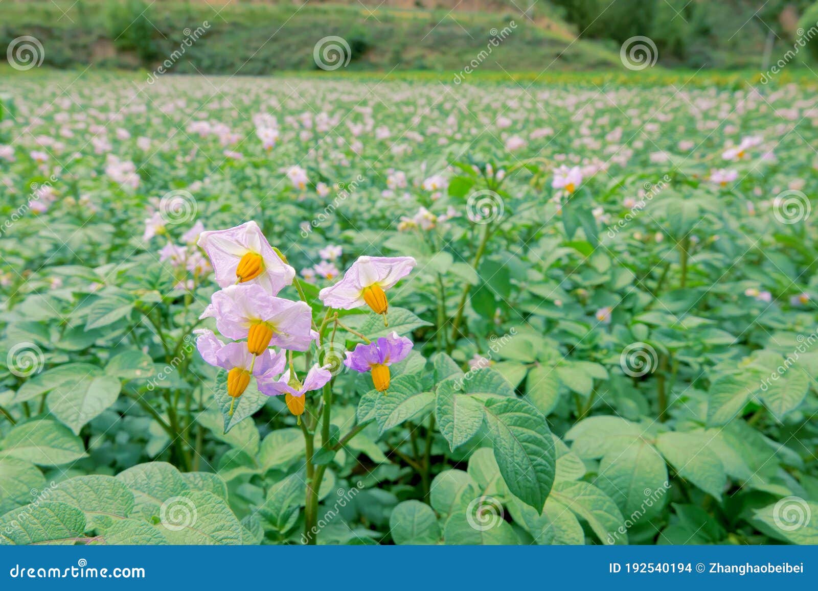 Flowering potato field stock photo. Image of bloom, land - 192540194