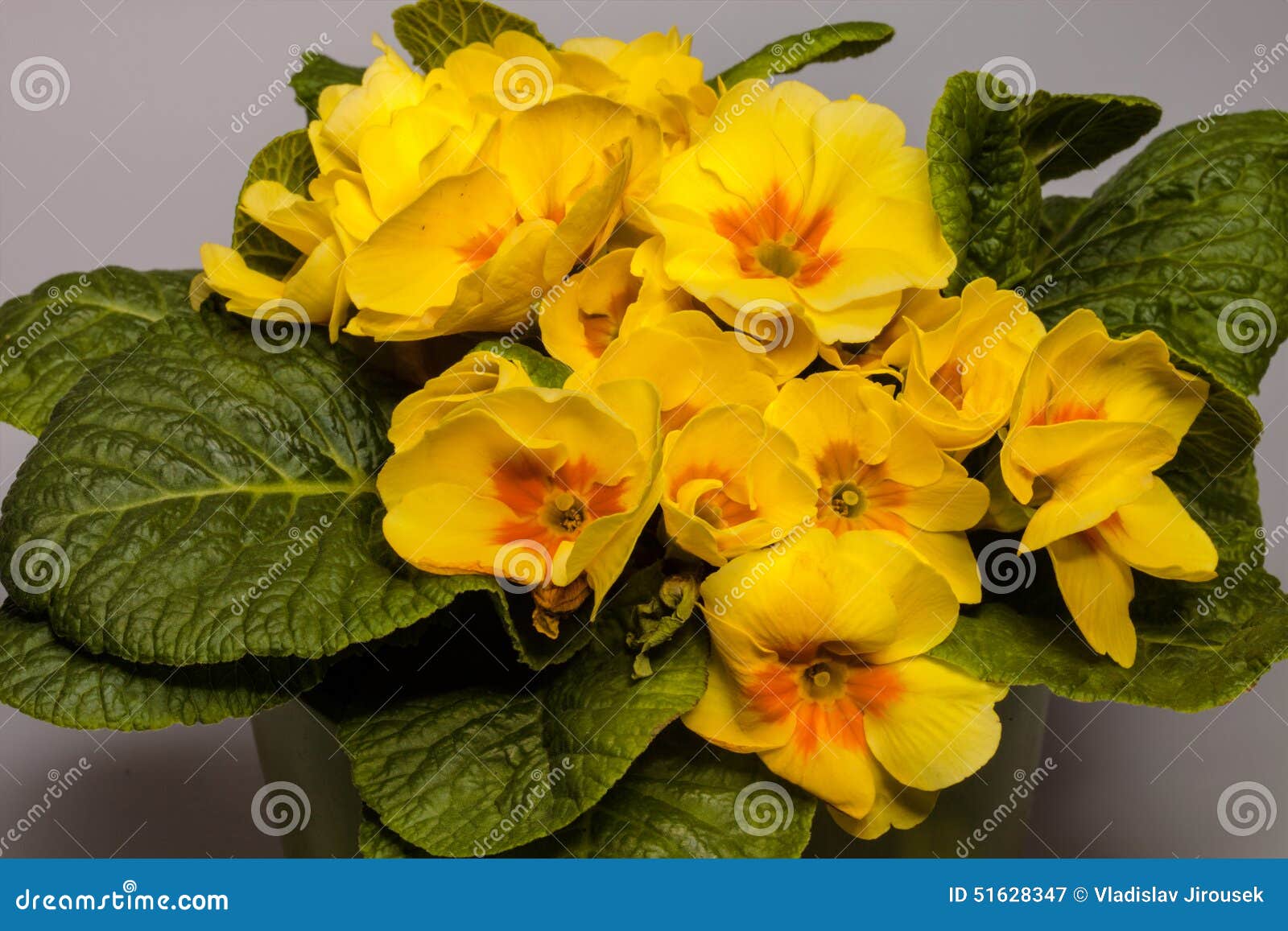 Flowering potted primroses stock image. Image of flowerpot - 51628347