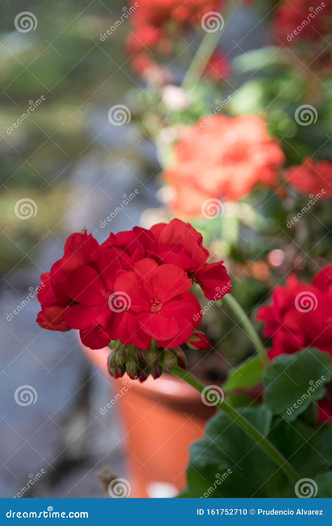 Flowering of the potted stock photo. Image of color - 161752710