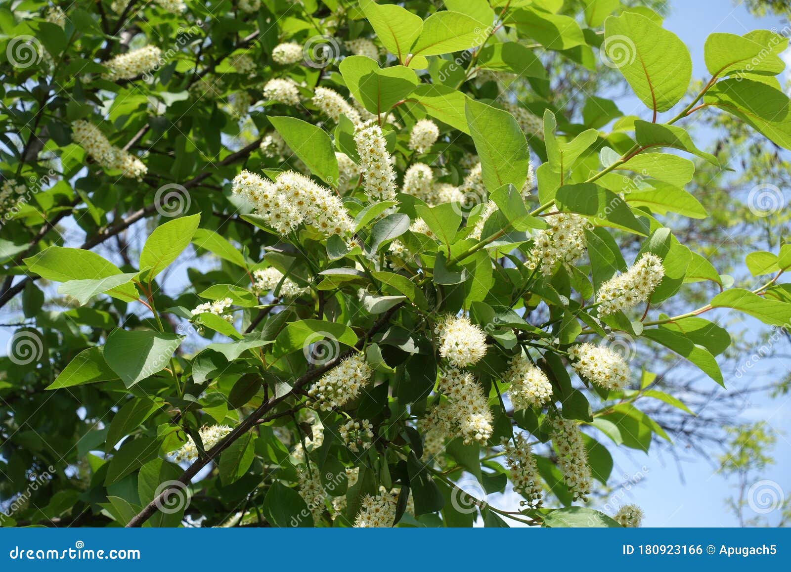 Flowering Prunus Serotina Tree in Spring Stock Photo - Image of ...