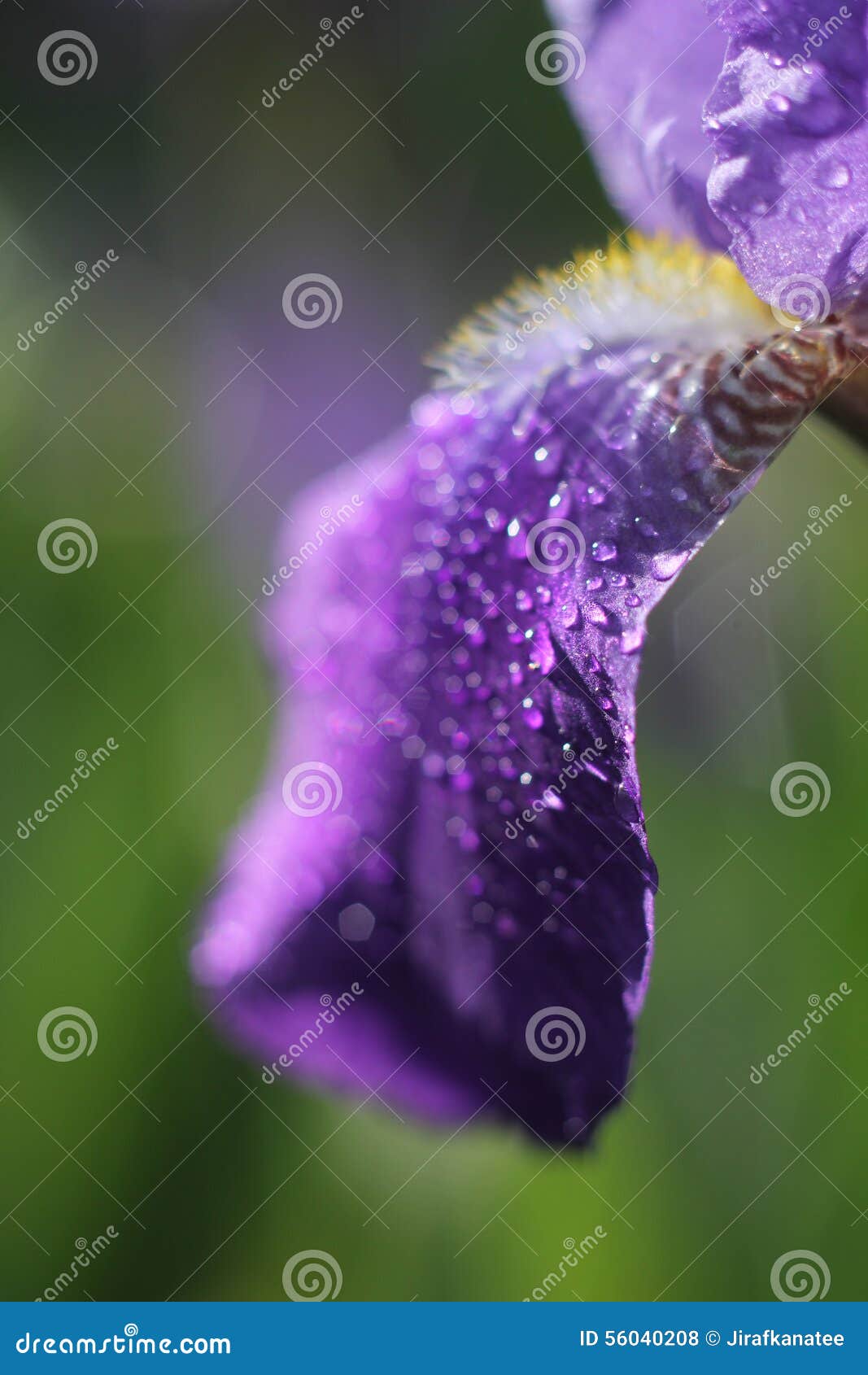 Flowering purple iris stock photo. Image of drops, blue - 56040208