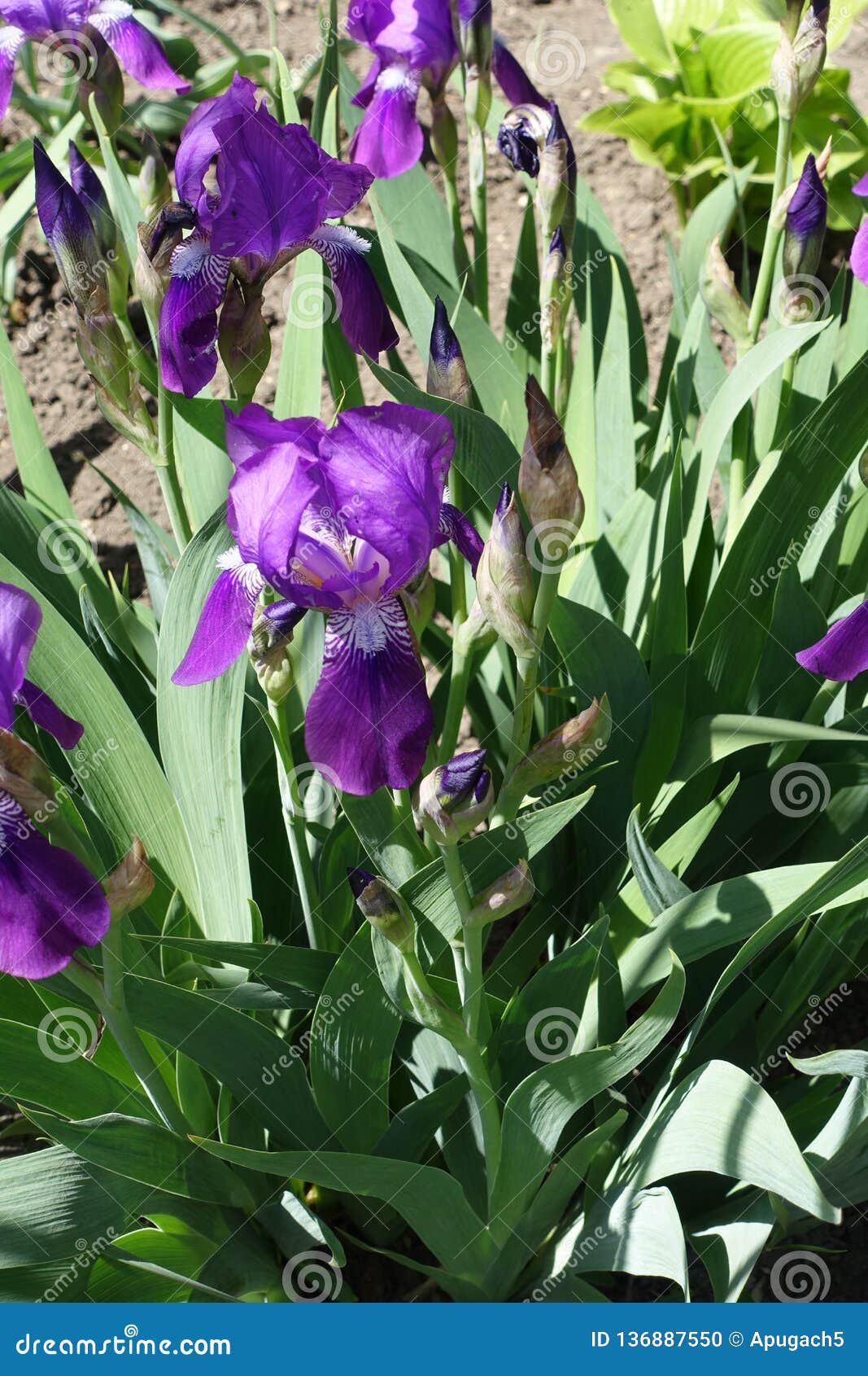 Flowering Purple Iris Germanica in Spring Stock Photo - Image of ...